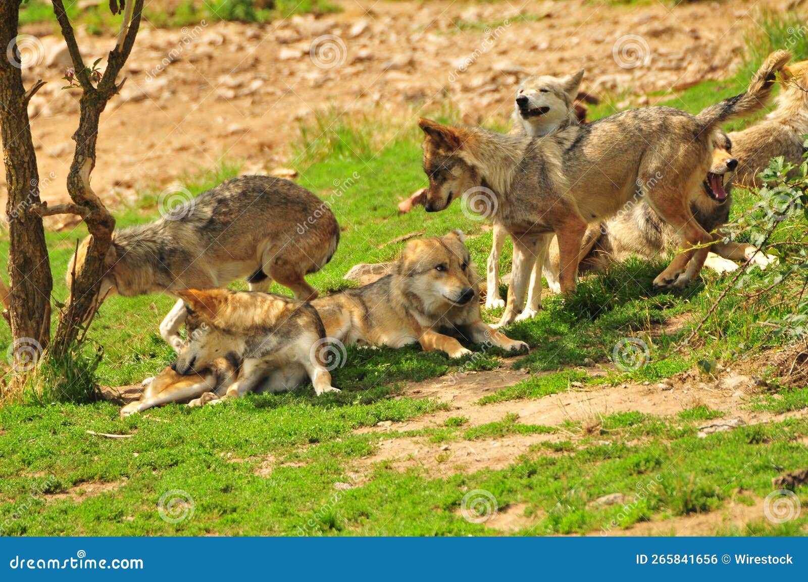 Pack of Wolves Resting in the Green Meadow. Stock Photo - Image of ...