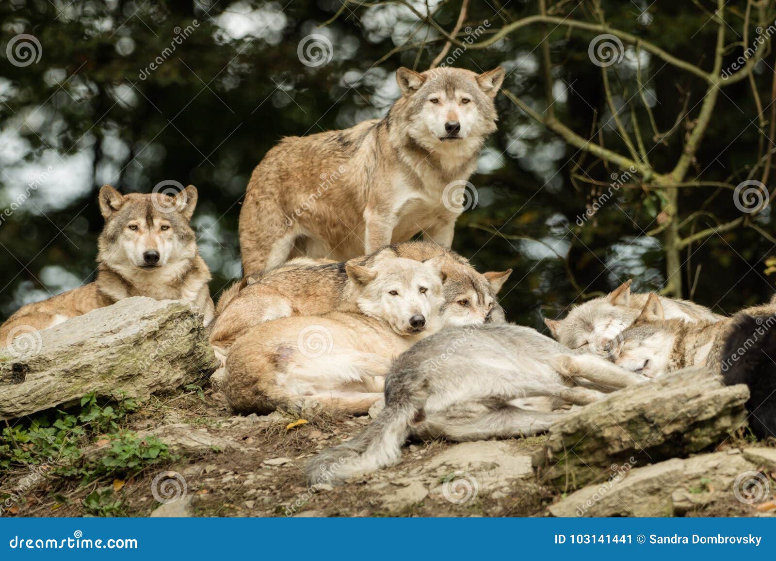A pack of wolves stock image. Image of adult, animal - 103141441