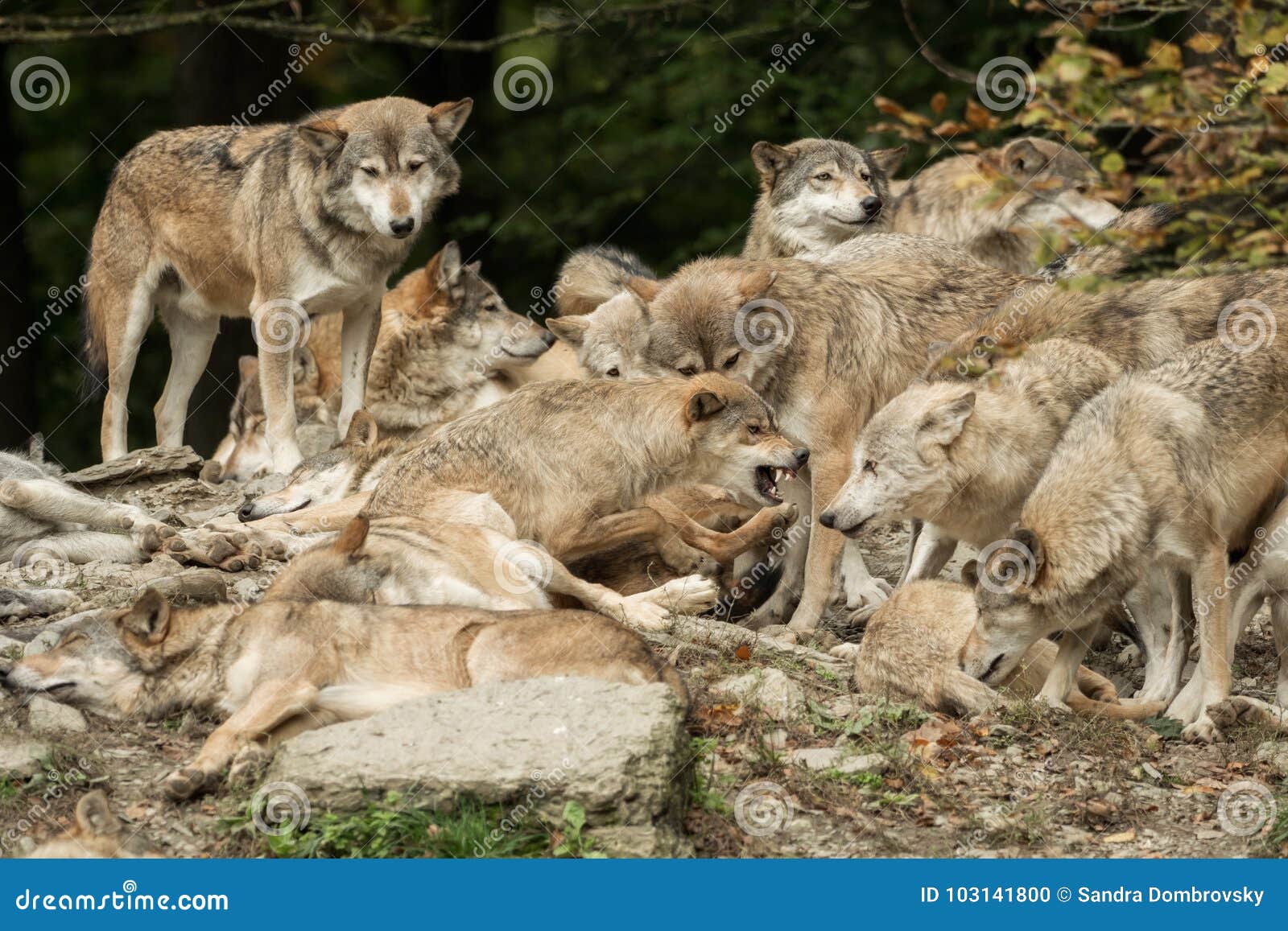 A pack of wolves stock photo. Image of orange, dangerous - 103141800