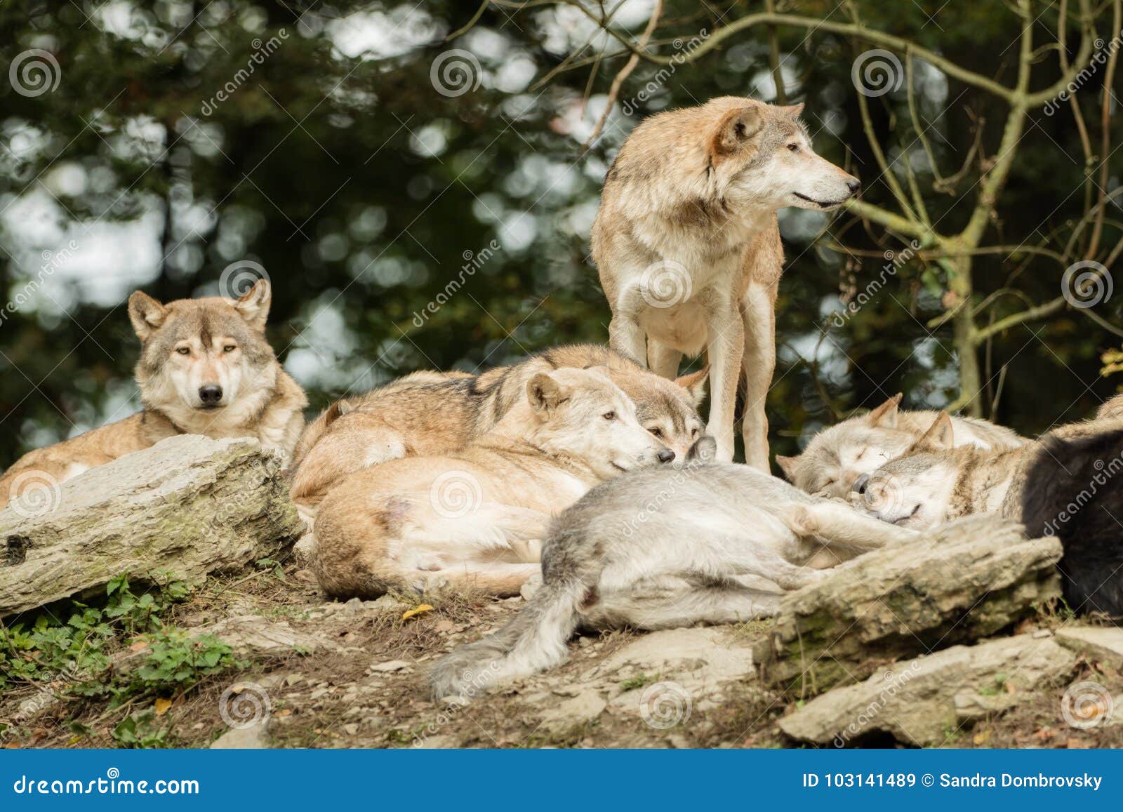 A pack of wolves stock image. Image of grass, lupus - 103141489
