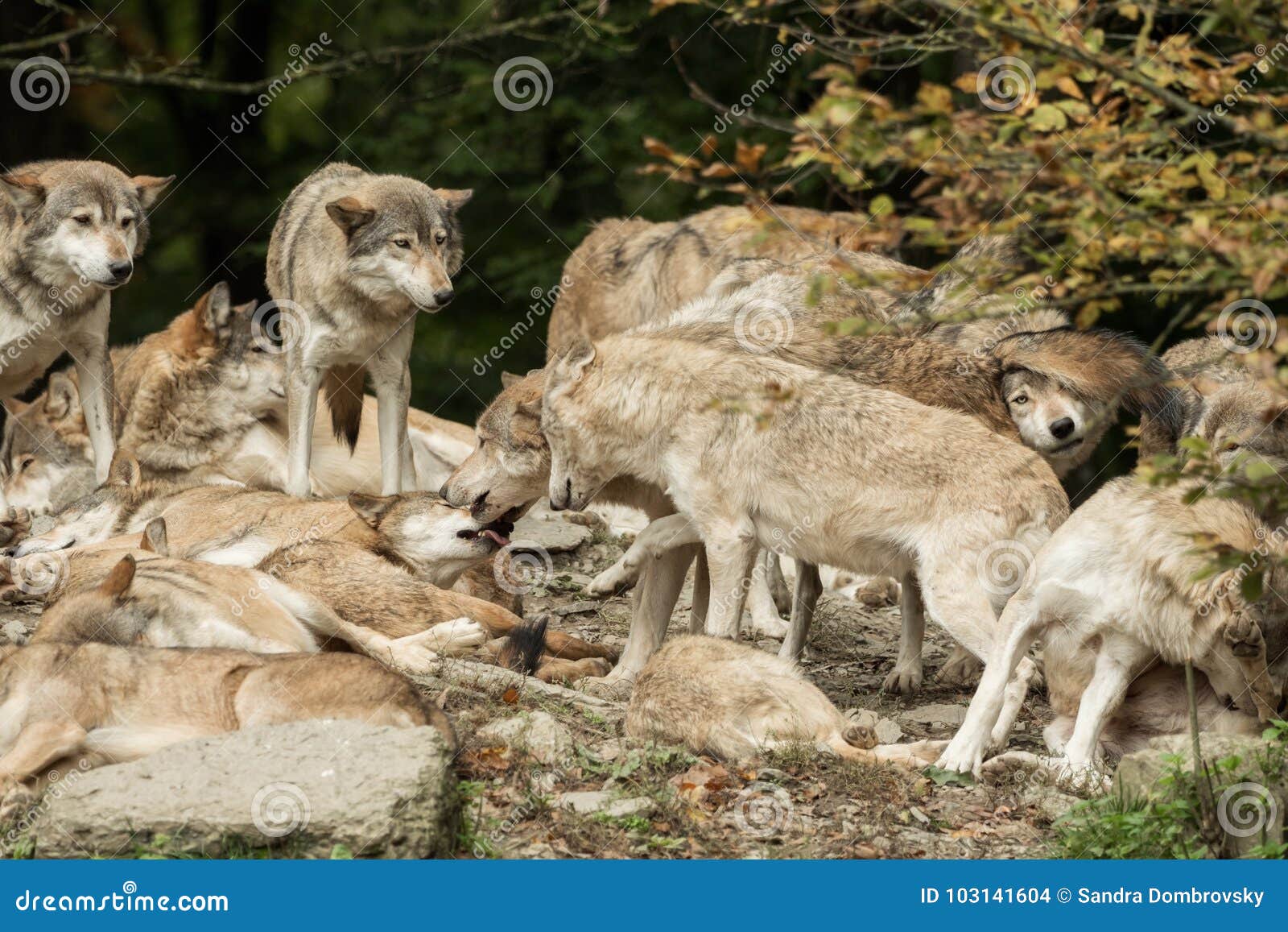 A pack of wolves stock photo. Image of forest, outdoors - 103141604