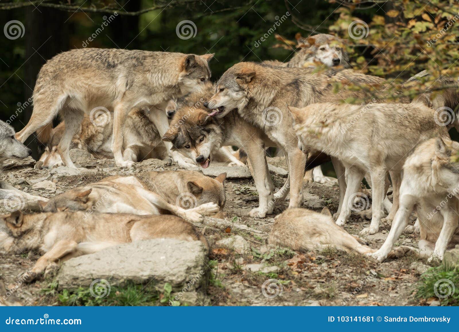 A pack of wolves stock image. Image of north, autumn - 103141681