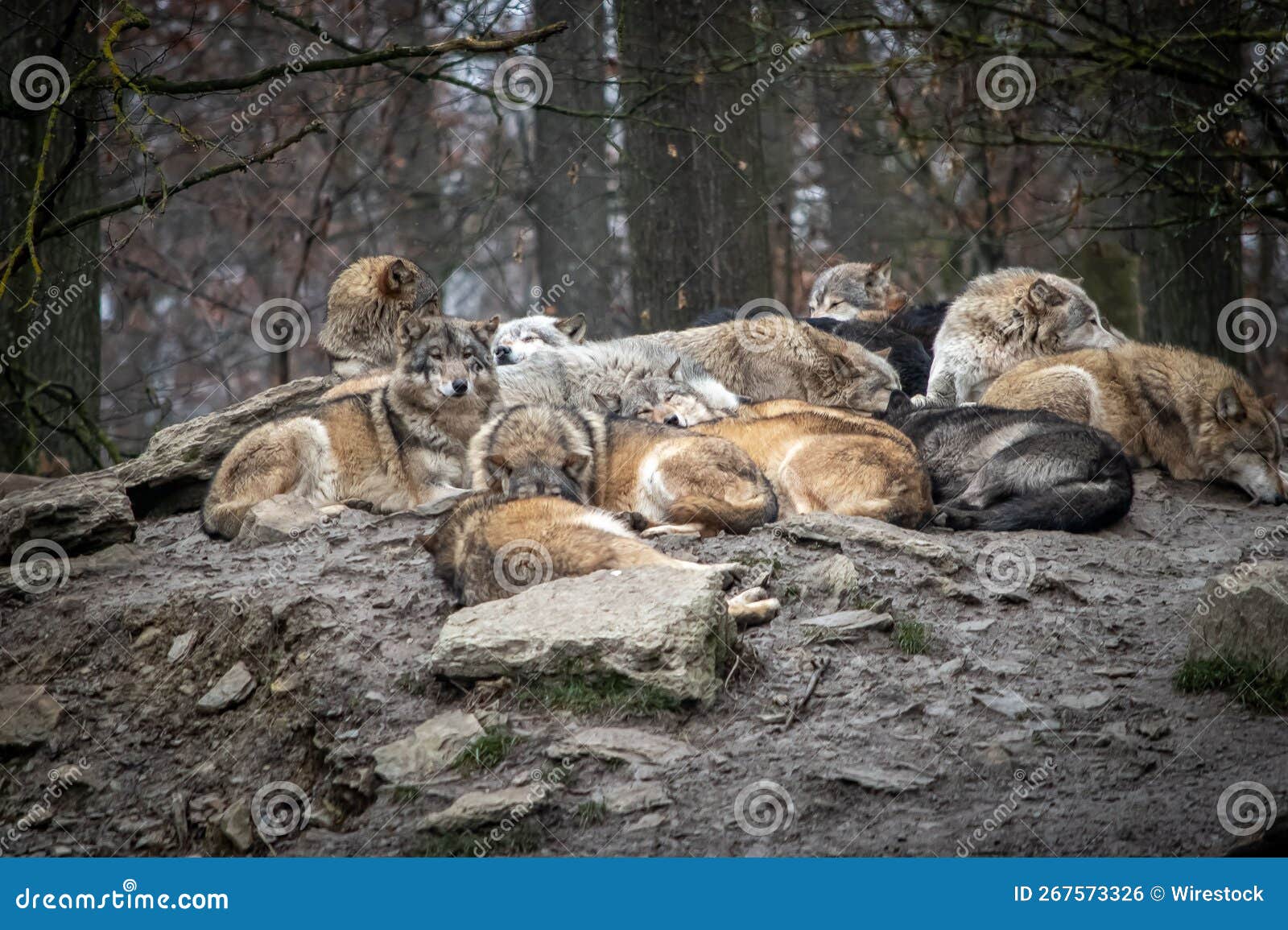 Pack of Wolves on a Rock in a Wild Park of Bad Mergentheim in Germany ...