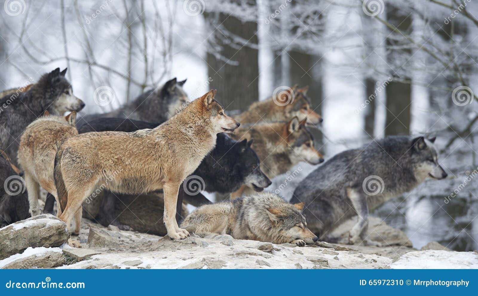 A Pack of wolves stock photo. Image of alaska, predator - 65972310