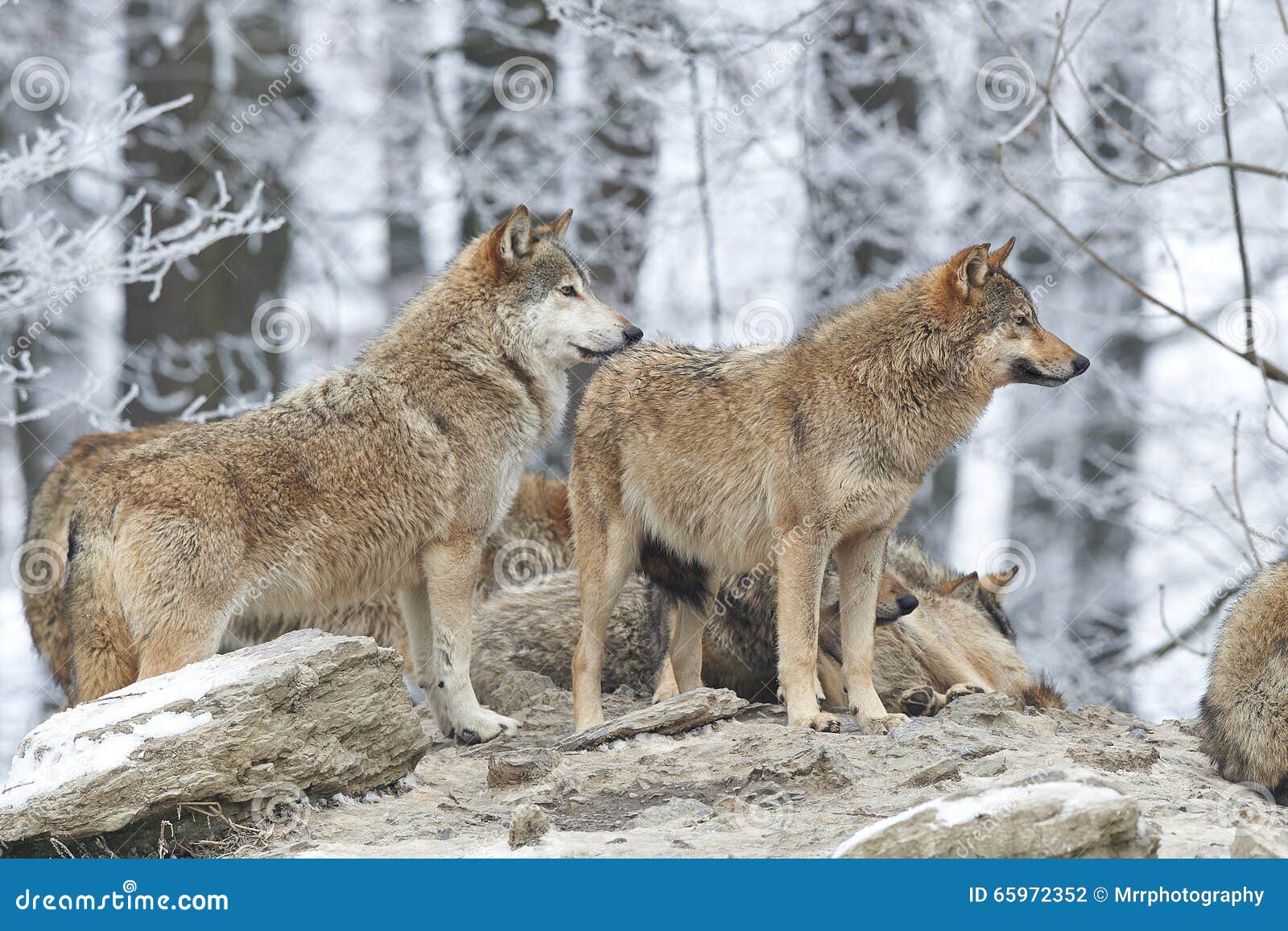 A Pack of wolves stock photo. Image of frost, wild, alaska - 65972352