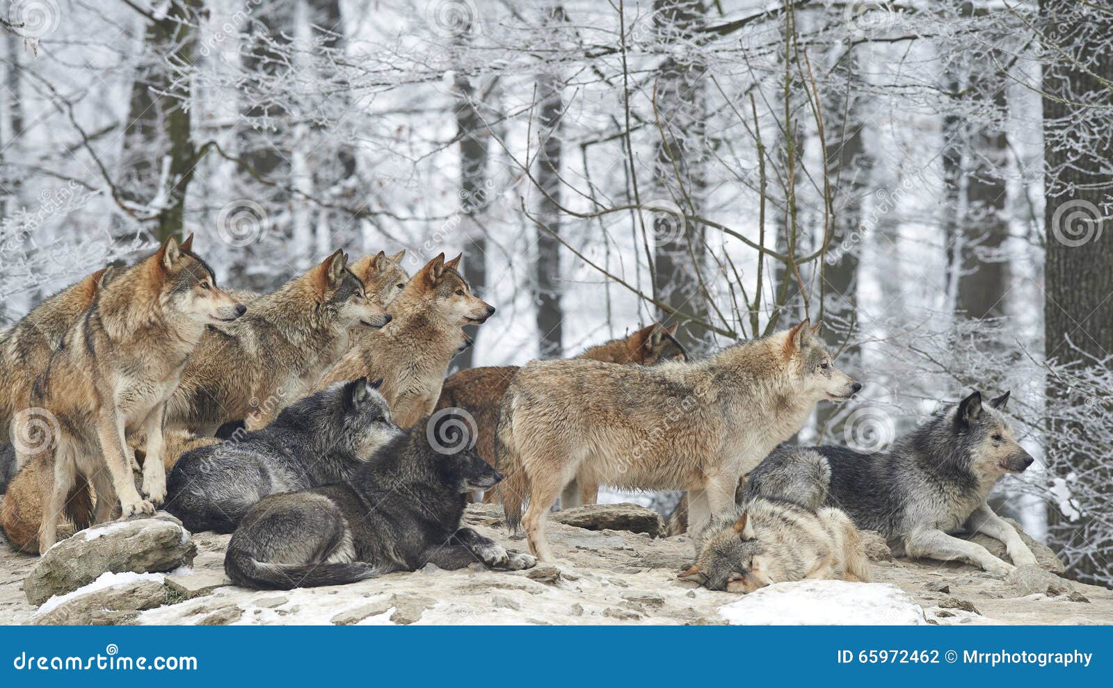 A Pack of wolves stock photo. Image of winter, snow, north - 65972462