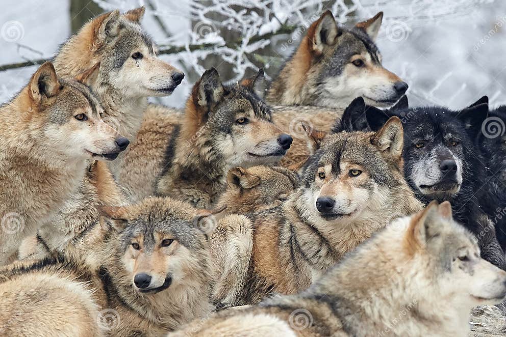 A Pack of wolves stock photo. Image of frost, wolf, canis - 65972488