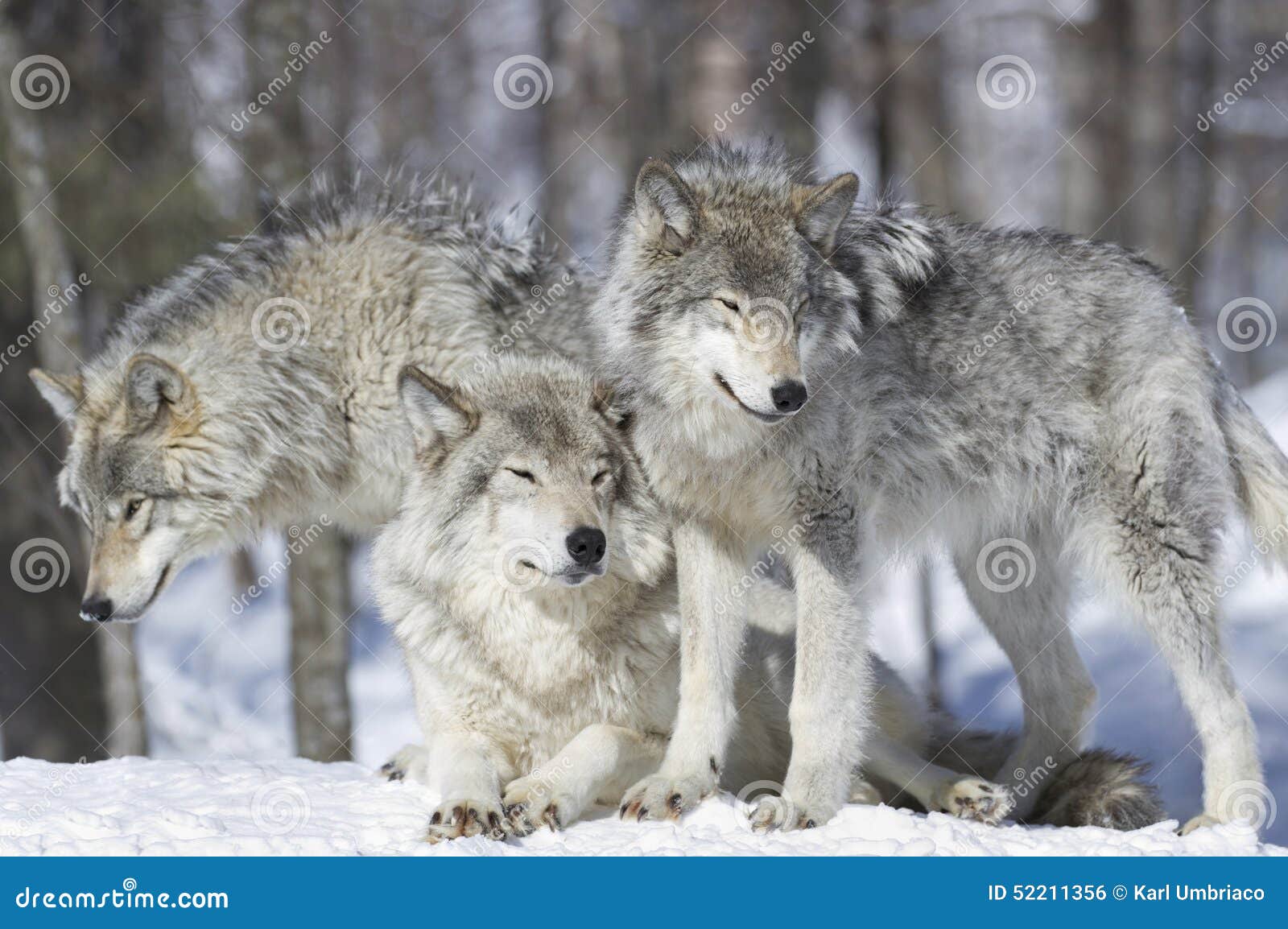 Pack of wolves stock photo. Image of nature, mammal, beauty - 52211356