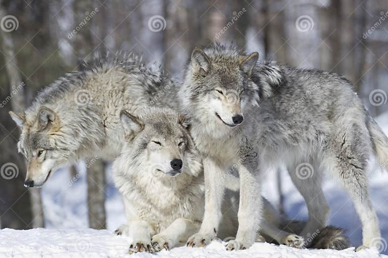 Pack of wolves stock photo. Image of nature, mammal, beauty - 52211356