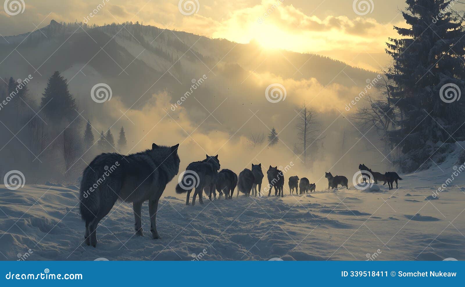 Pack of Wolves Walking through Snowy Landscape at Sunrise Stock ...