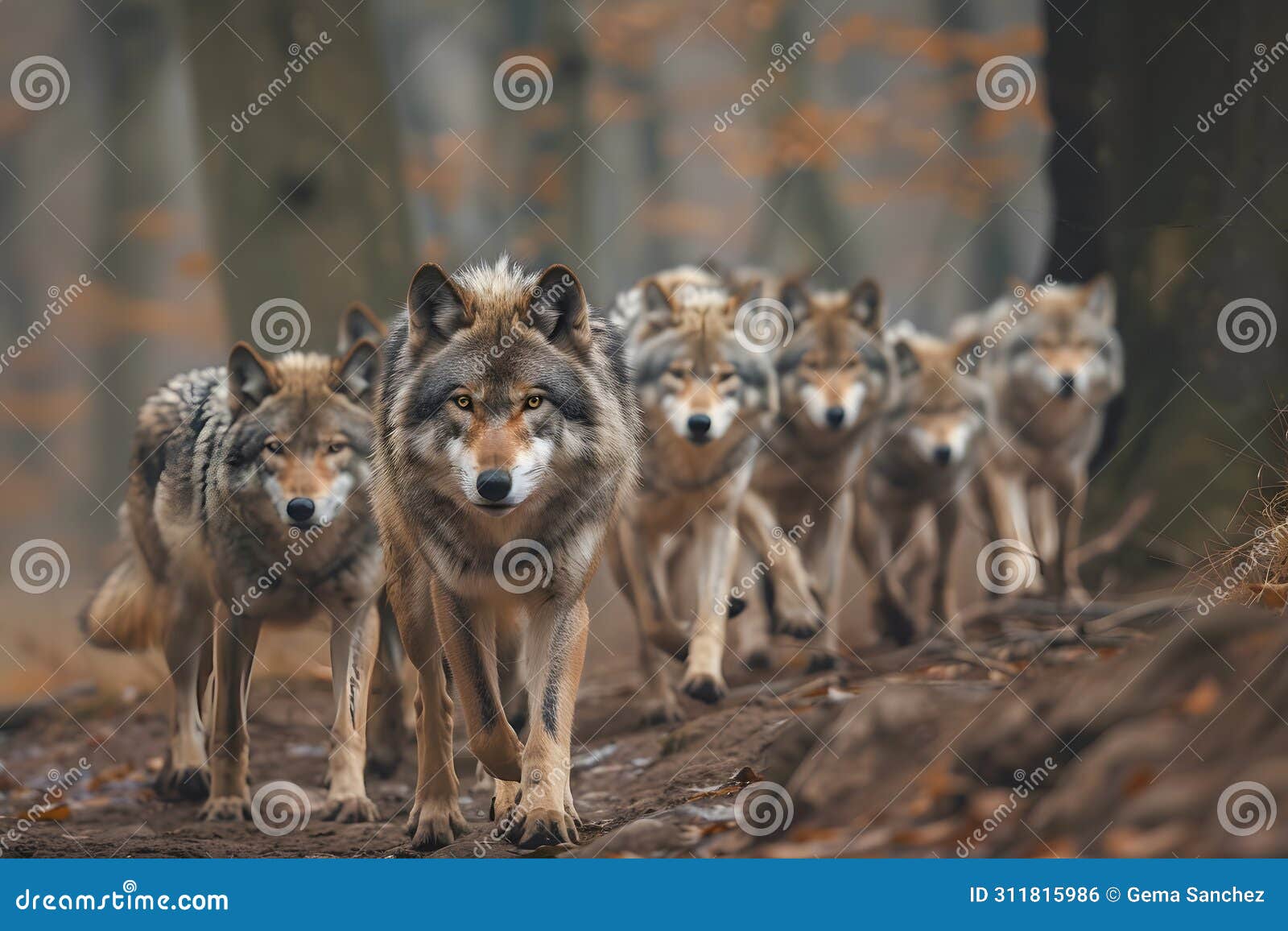Pack of free wolves stock illustration. Illustration of animal - 311815986