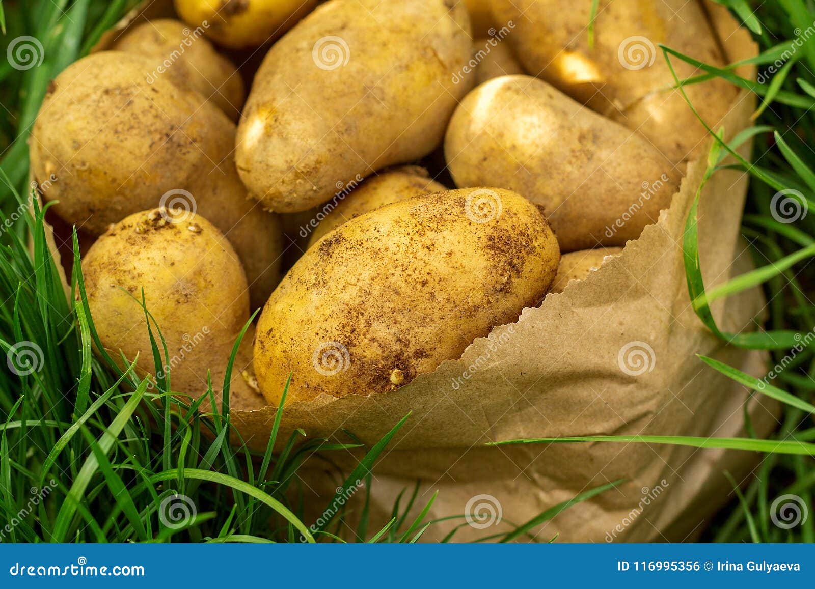 A Package of Potatoes Standing in the Grass Stock Photo - Image of ...