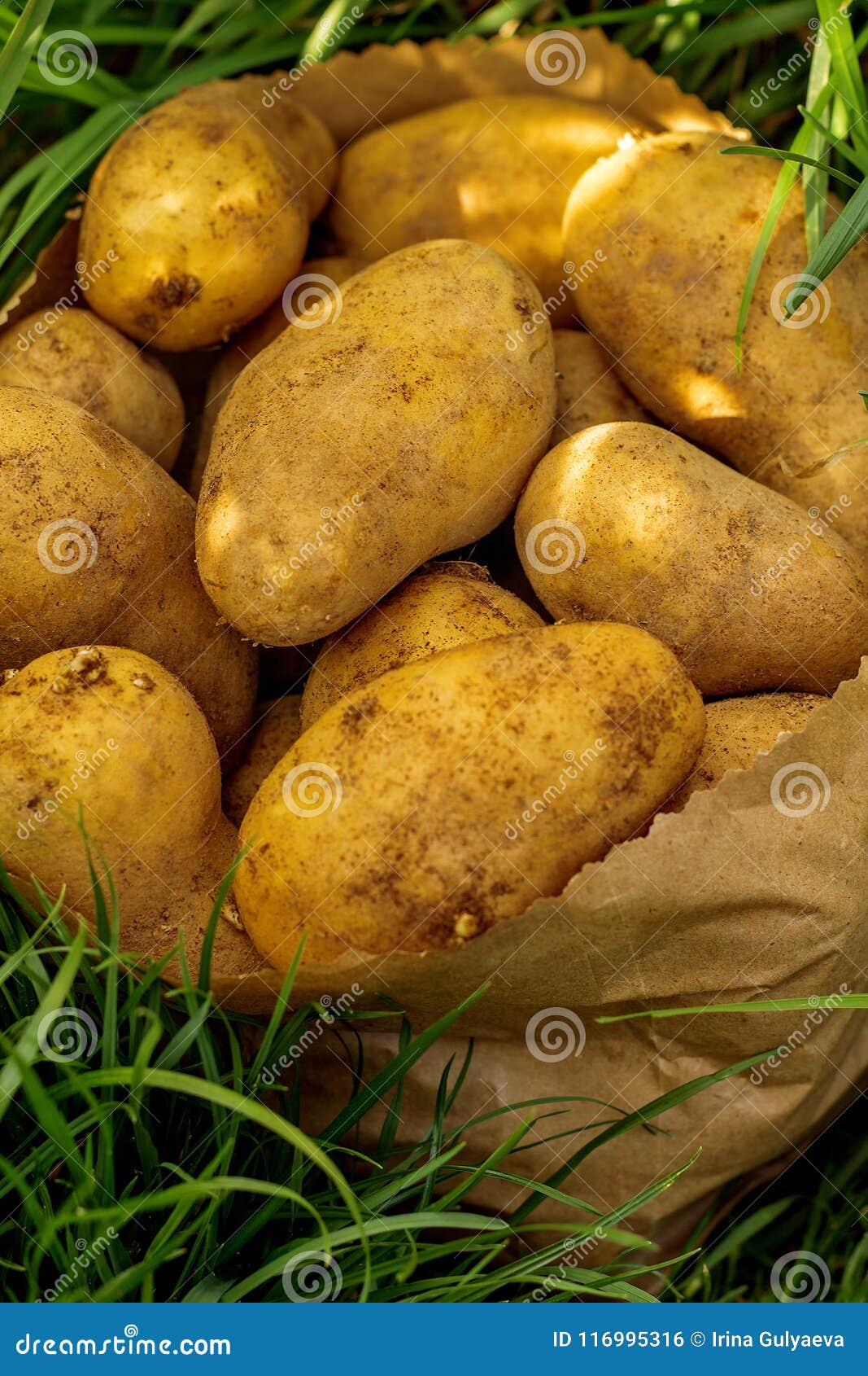 A Package of Potatoes Standing in the Grass Stock Photo - Image of lies ...