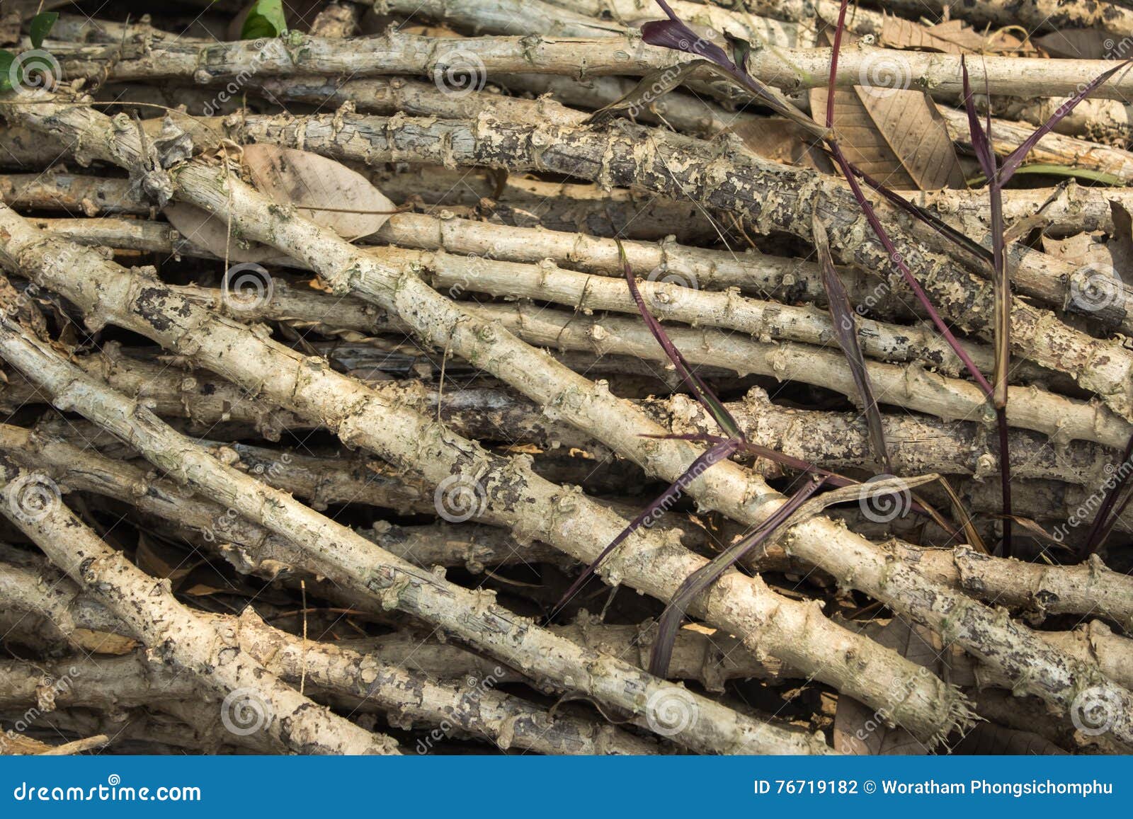 Package of rubber tree stock photo. Image of collection - 76719182