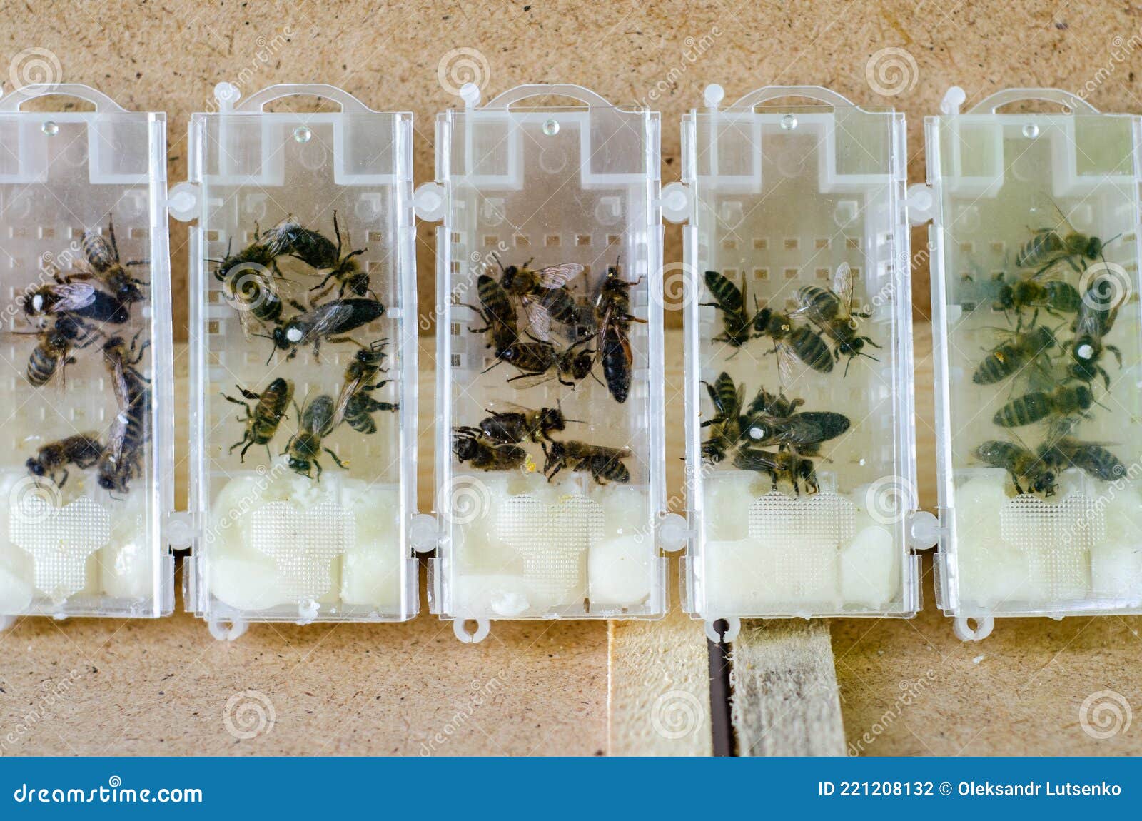 Packaged Bees, Honey Bee Queens for Sale Stock Photo - Image of bees ...