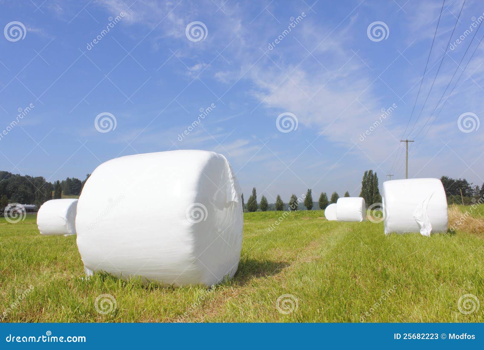Packaged Hay Bails stock image. Image of grass, prepared - 25682223