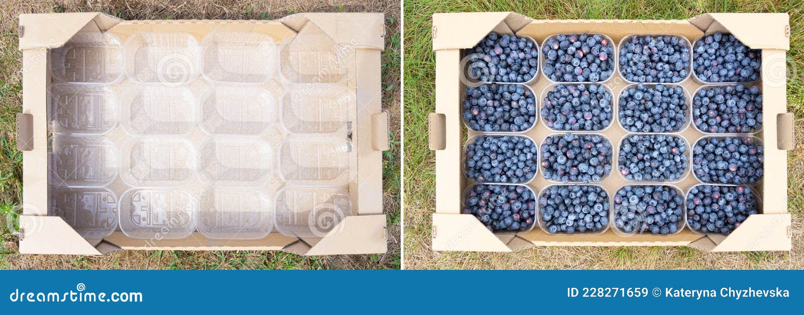 Packaging for Blueberries Storing and Transport Stock Image - Image of ...
