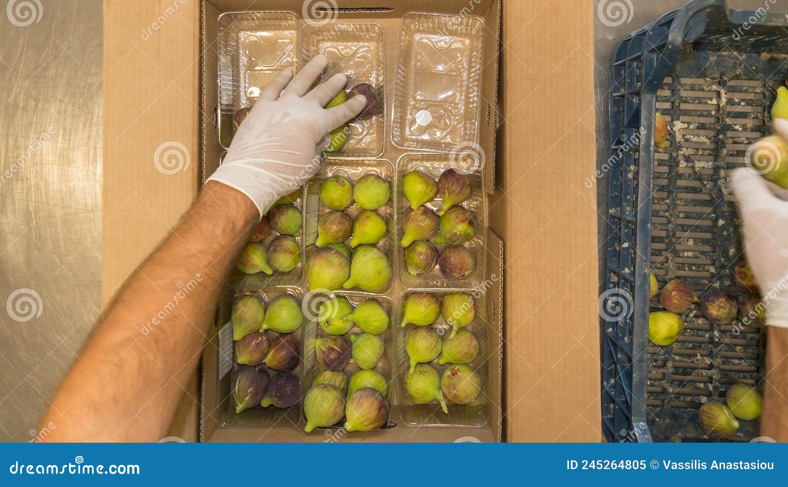 Packaging Figs in the Industry for the Market. Stock Image - Image of ...