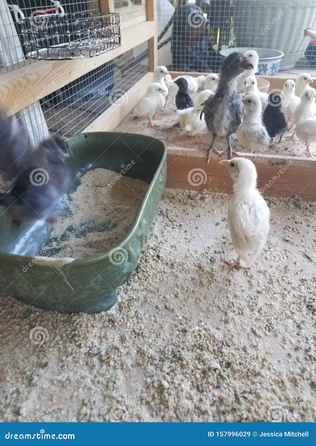 Packed chicks stock image. Image of farm, chicks, packed - 157996029