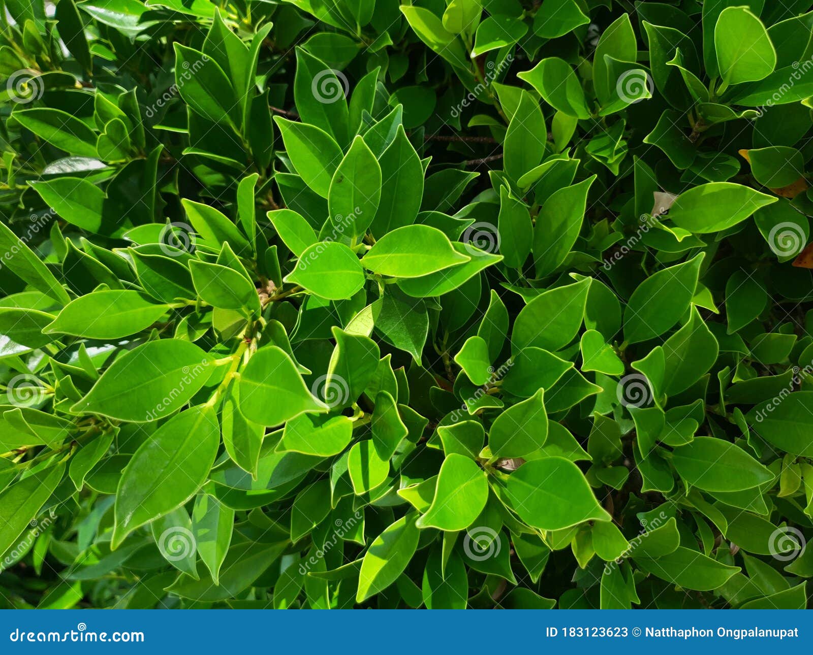 Packed of Green Leaves in Day Light Background Abstract Stock Image ...