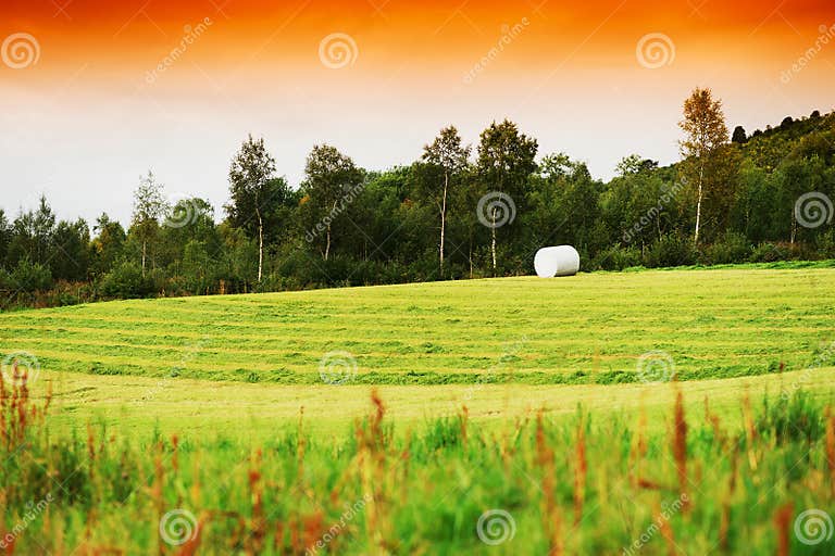 Packed Haystack on Norway Field Background Stock Image - Image of ...