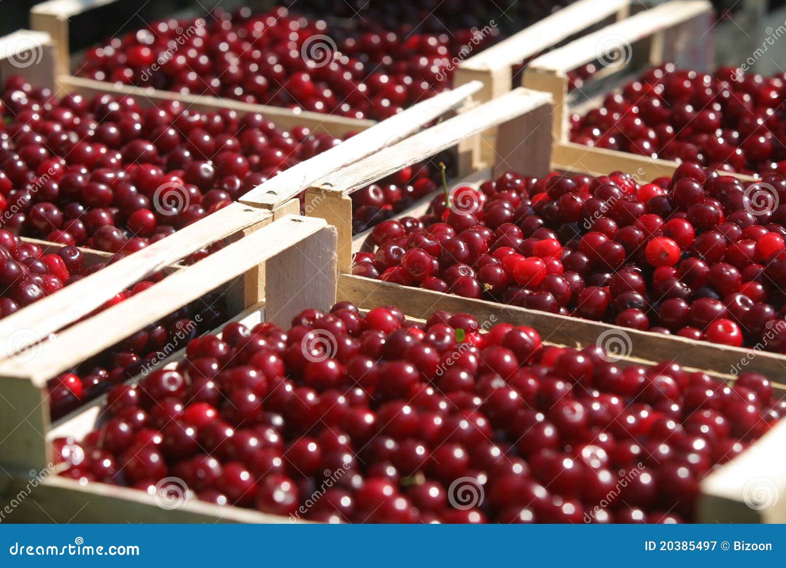 Packed red cherries stock image. Image of gardening, cherry - 20385497
