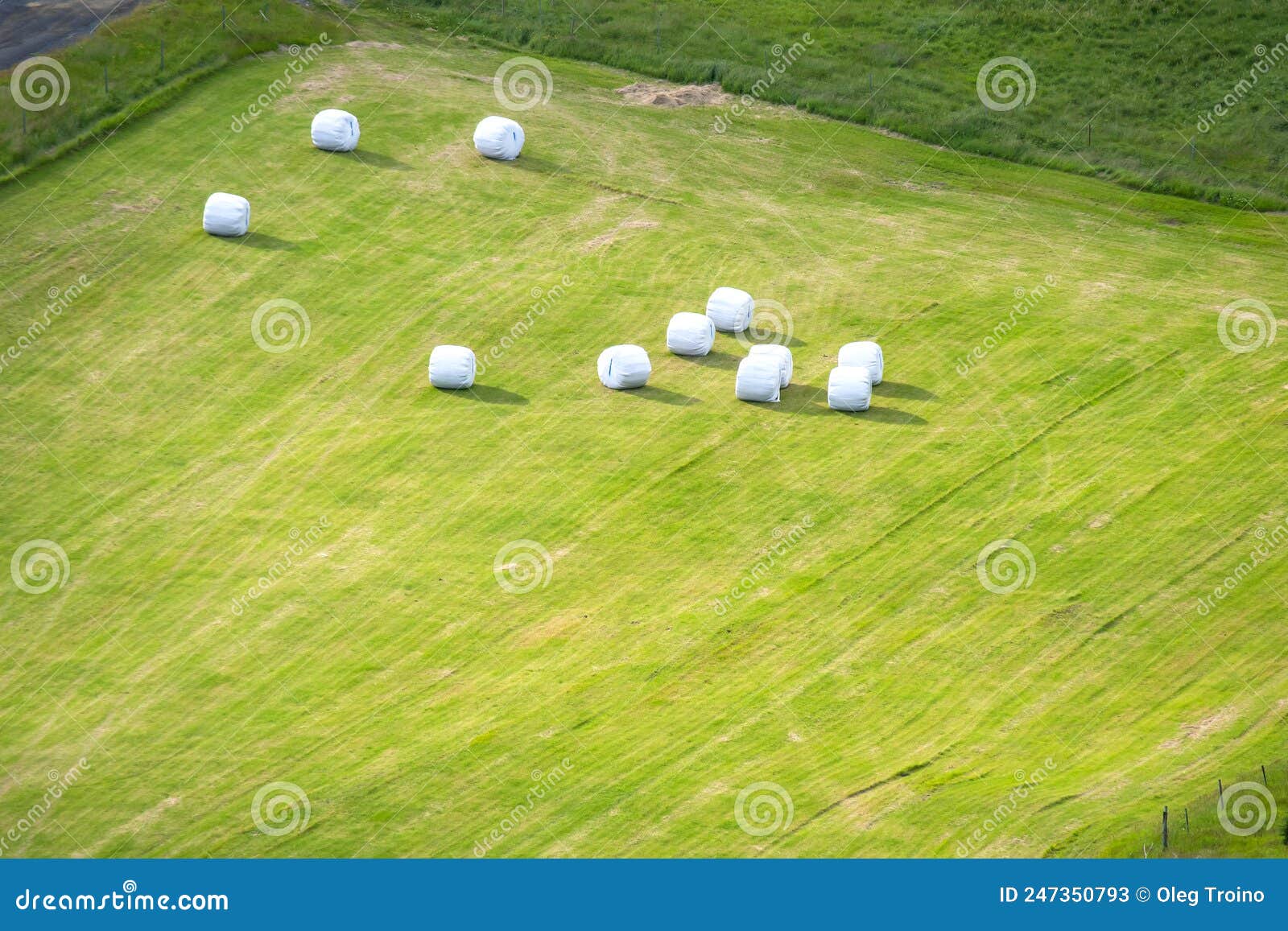 Packed in White Bales Harvested Grass in Iceland Field Stock Image ...