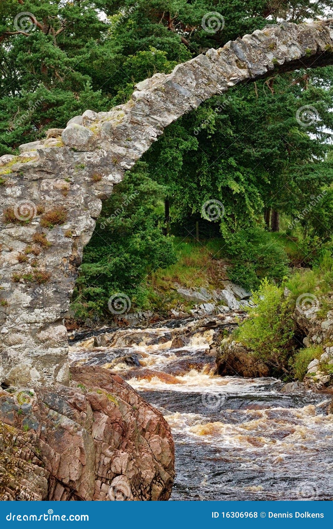Packhorse Bridge, Carrbridge, Scotland Stock Photo - Image of ...
