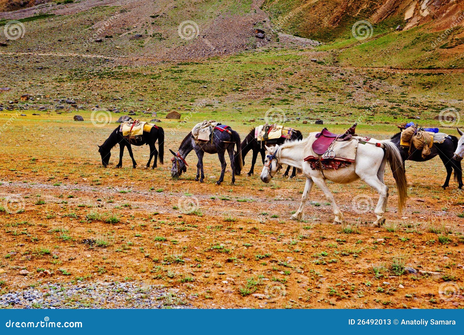 Packhorses stock image. Image of area, himalayas, mule - 26492013