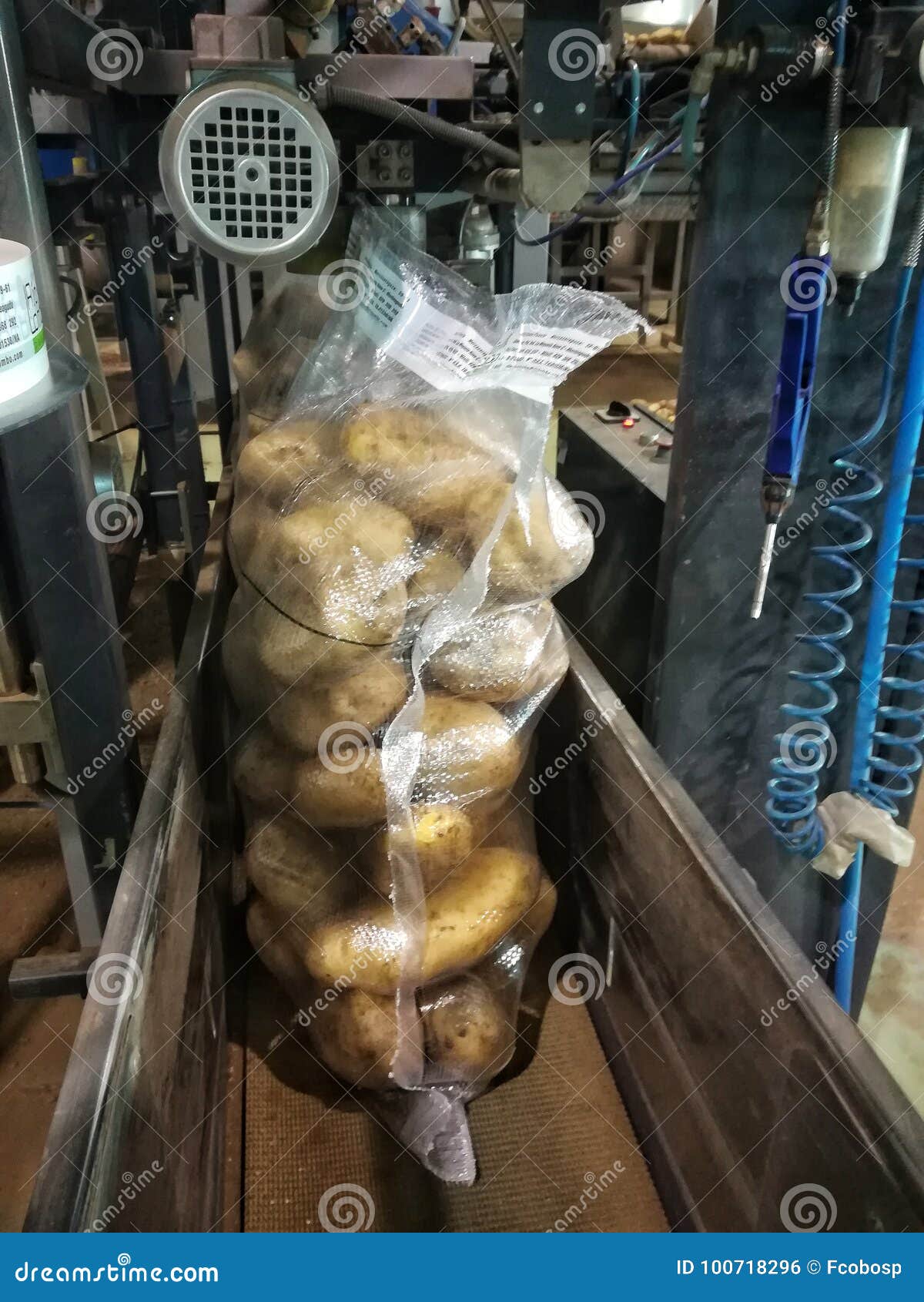 Packing bagged potatoes stock photo. Image of packing - 100718296