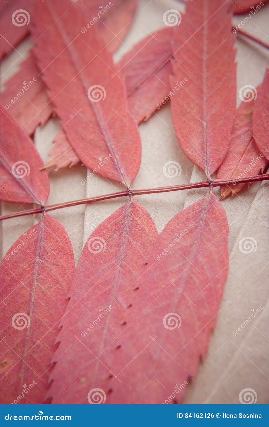 Packing: Kraft Package and Branch of a Mountain Ash Stock Photo - Image ...