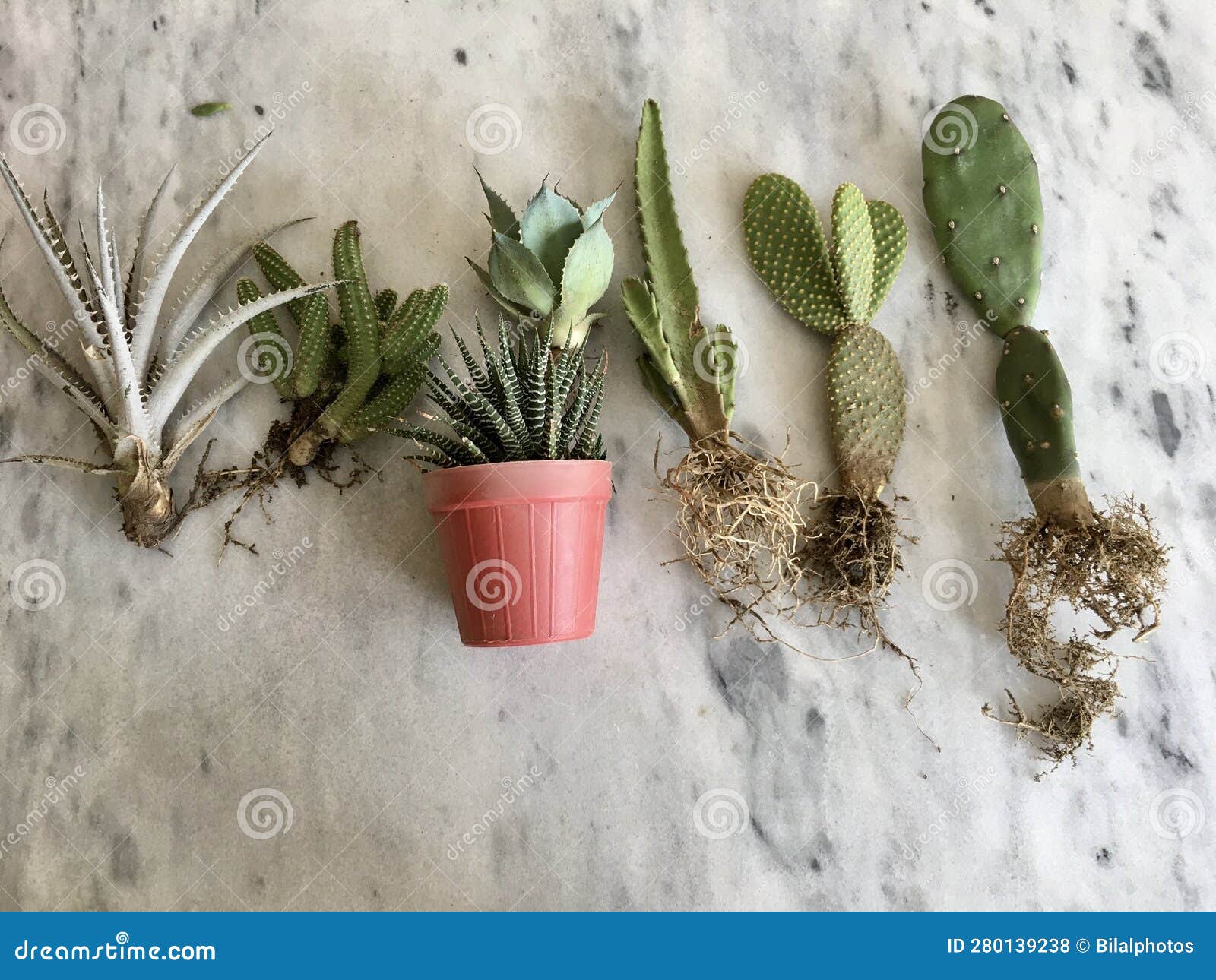 Packing Plants with No Soil and Bare Roots To Cargo for a Customer ...