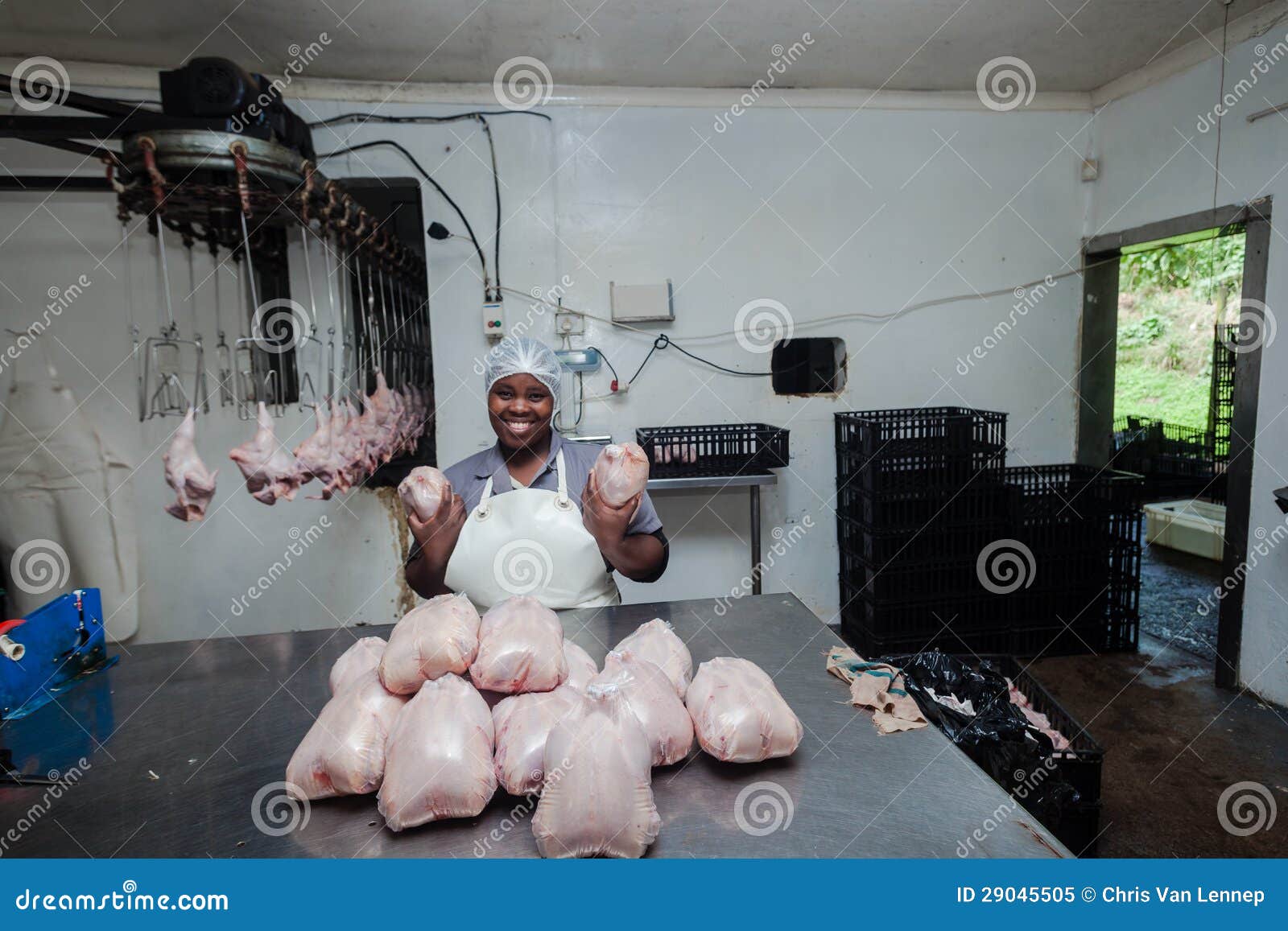Packing Poultry Abattoir editorial image. Image of poultry - 29045505