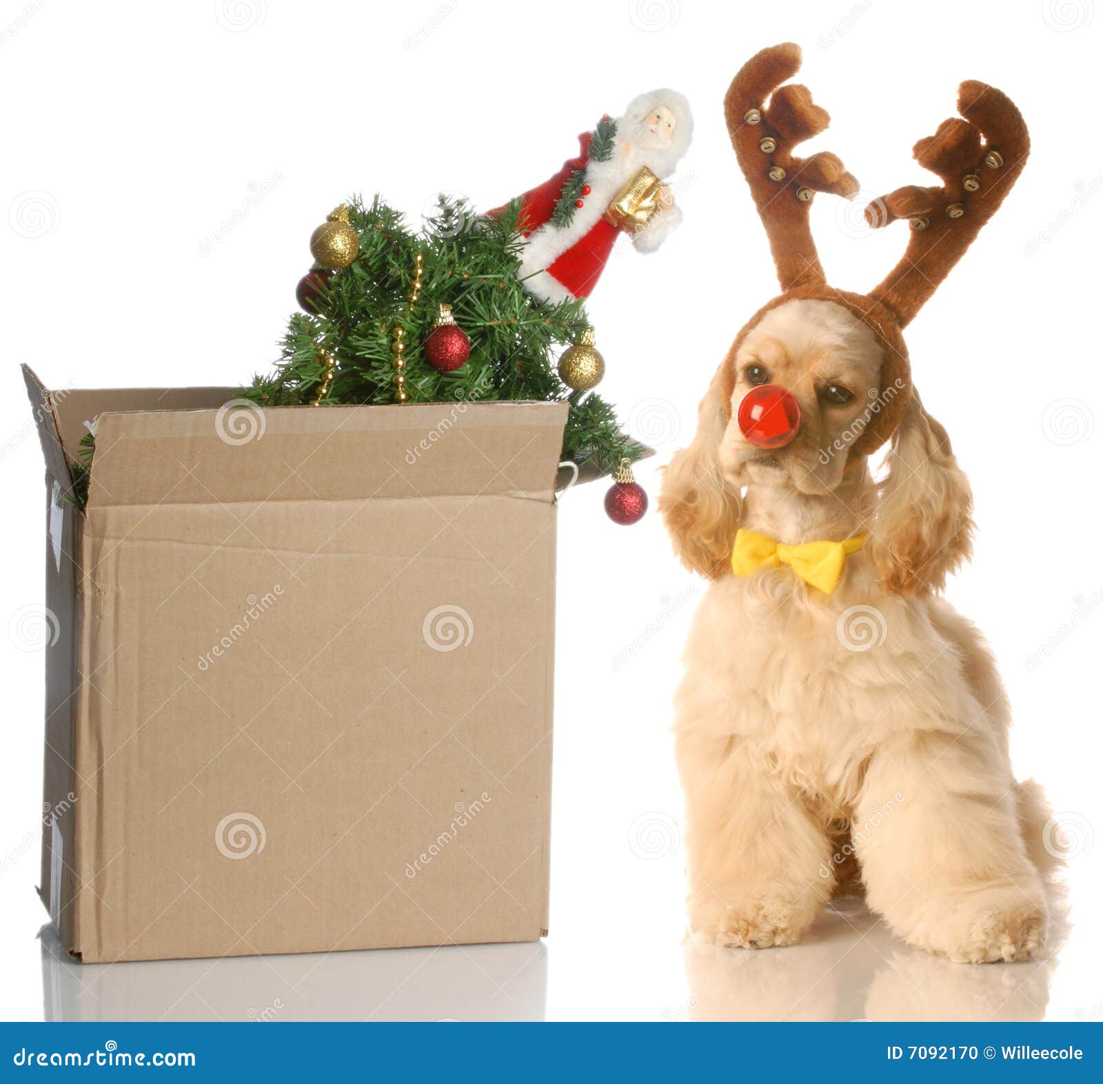 Packing up christmas stock photo. Image of funny, christmas - 7092170