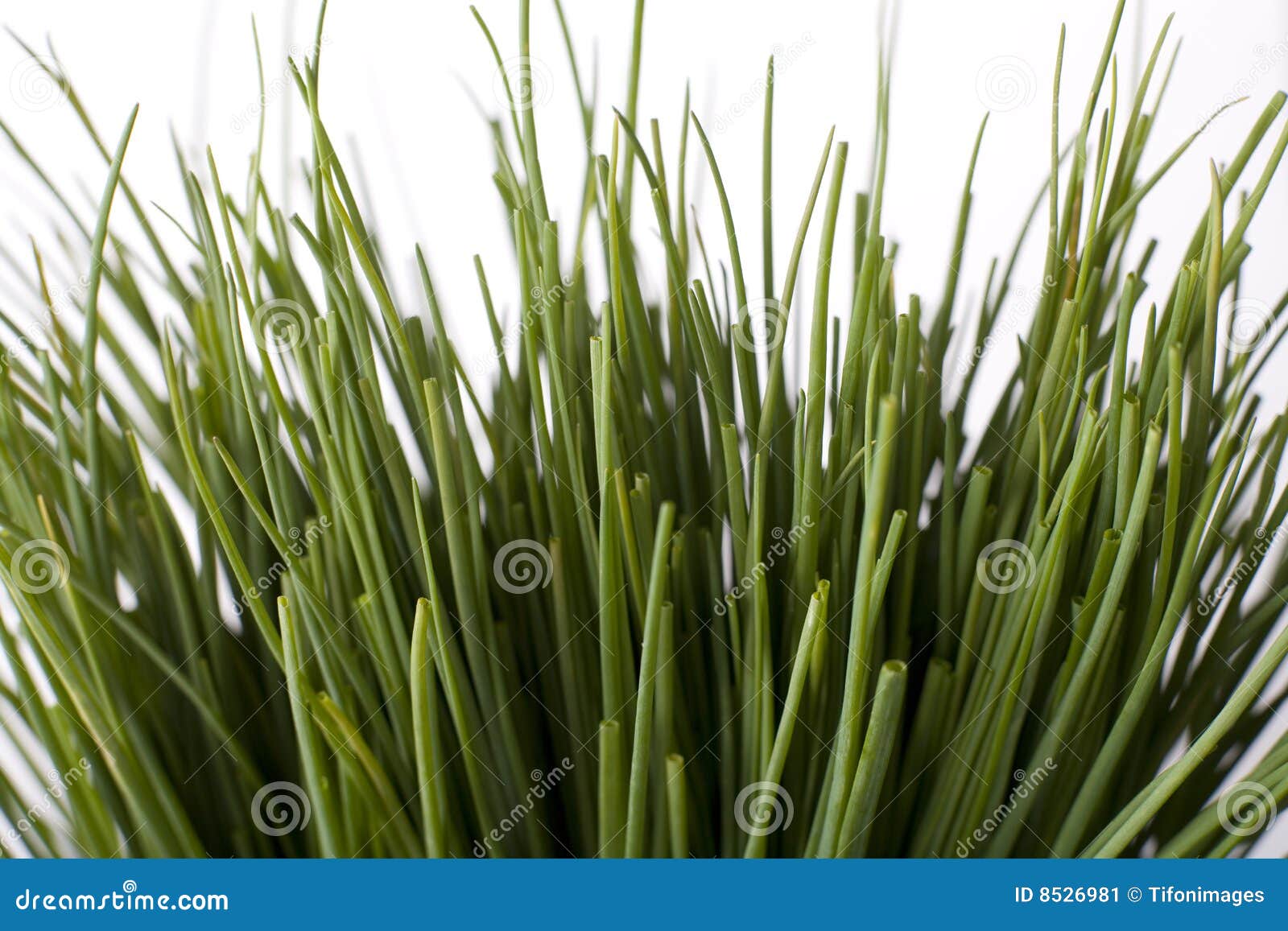 Packs of chives stock image. Image of fresh, condiment - 8526981