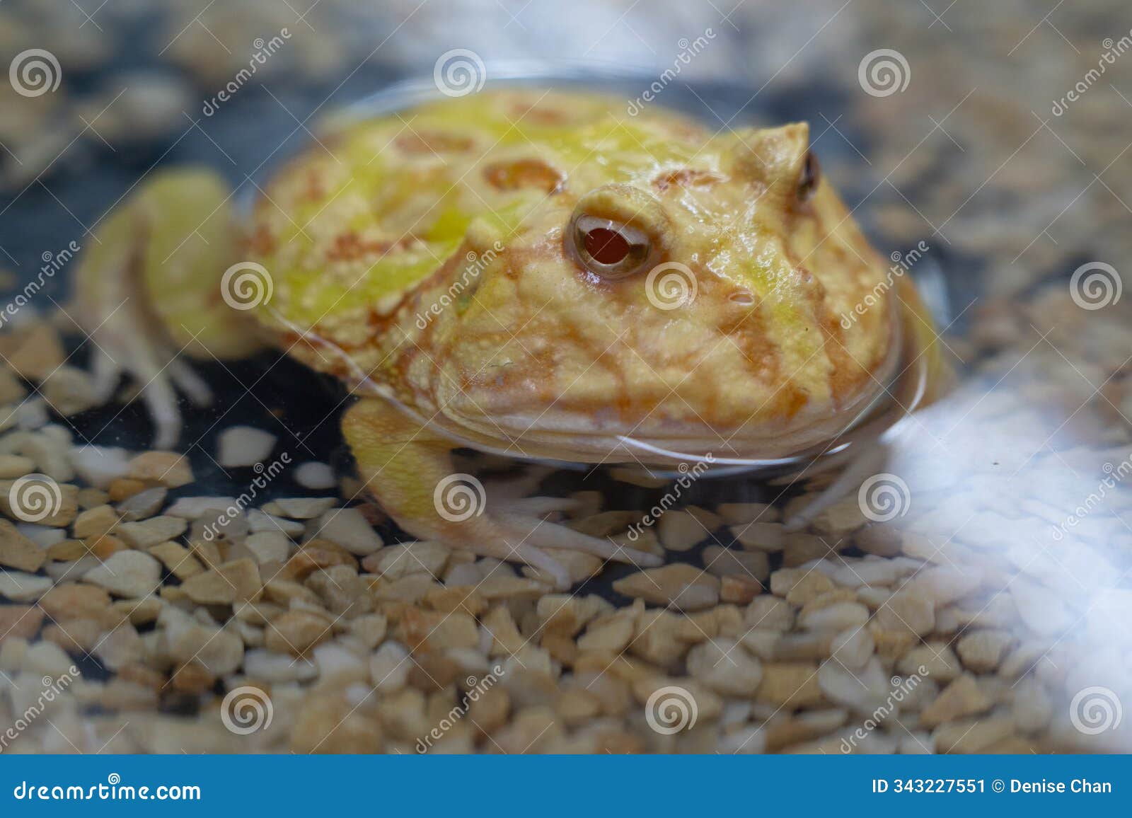 Pacman Frog Stock Image | CartoonDealer.com #31597987