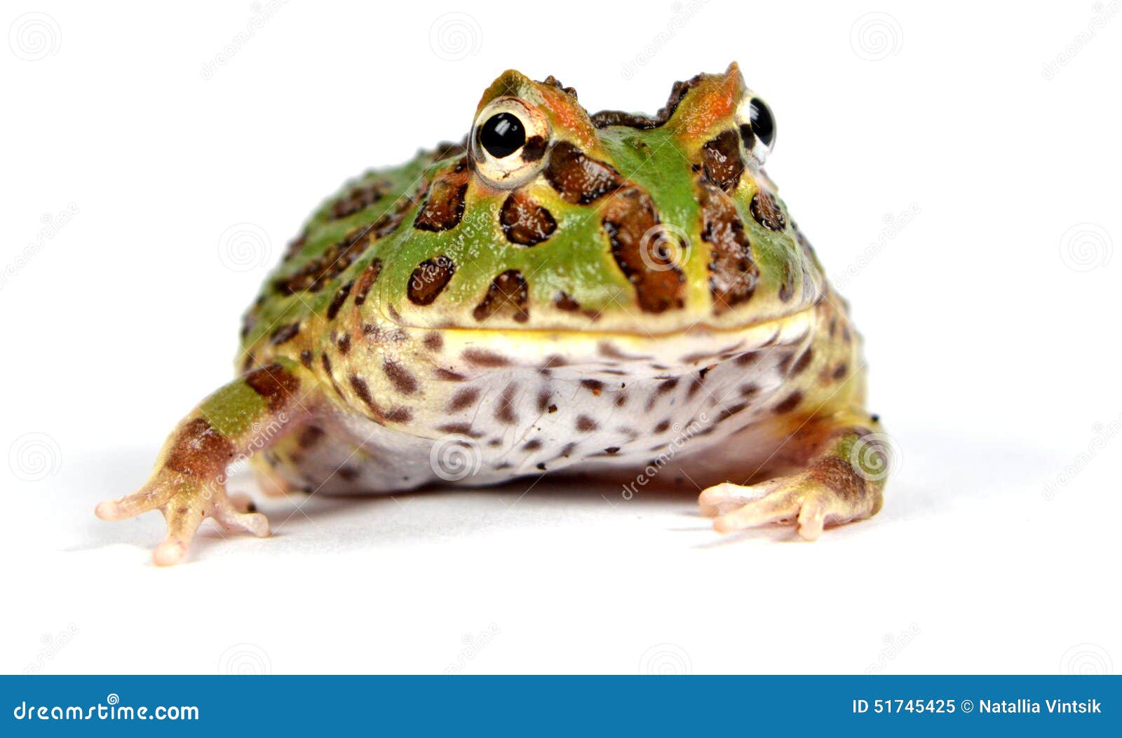 Pacman frog stock image. Image of wiese, animals, garten - 51745425