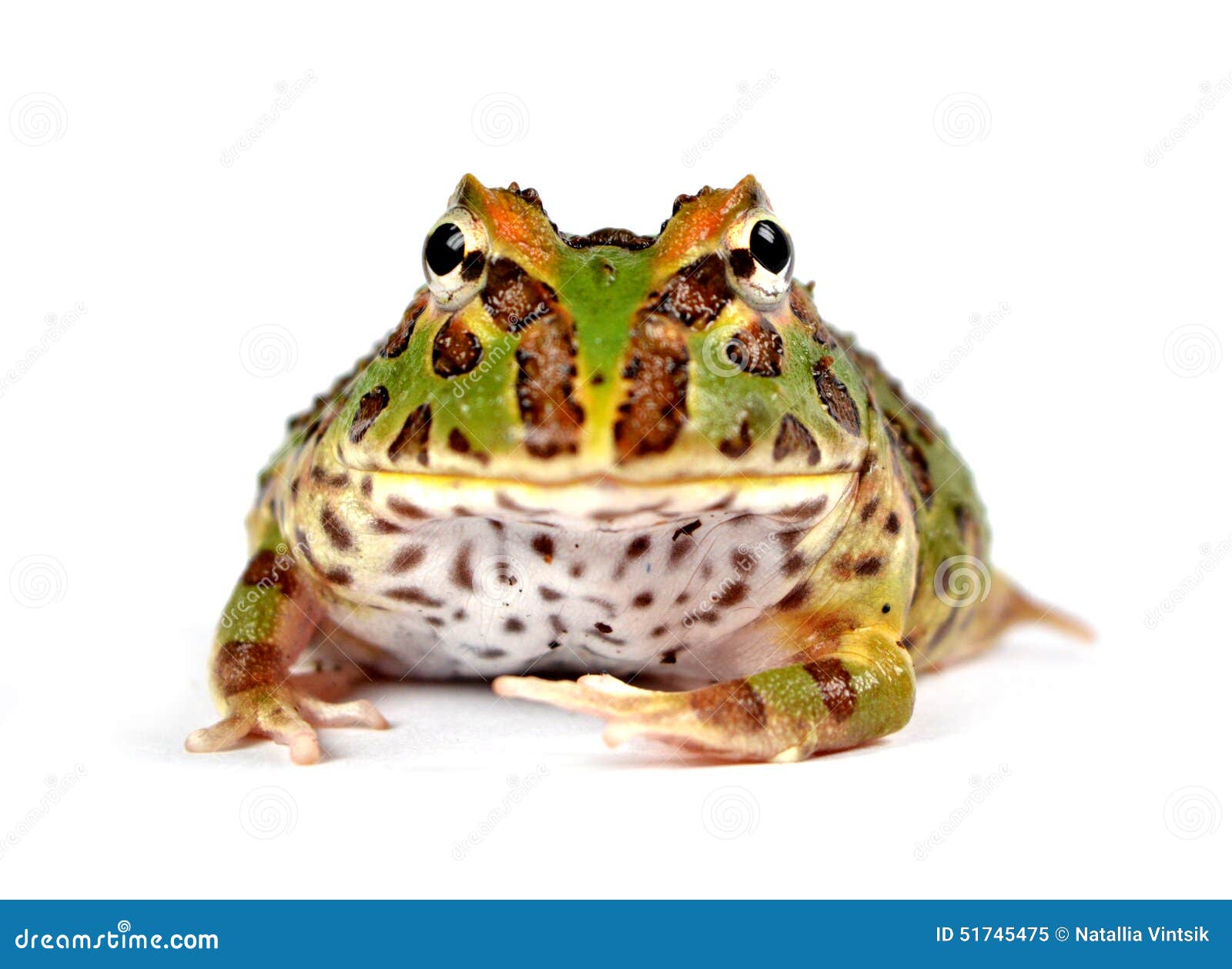 Pacman frog stock image. Image of wild, amphybien, tier - 51745475