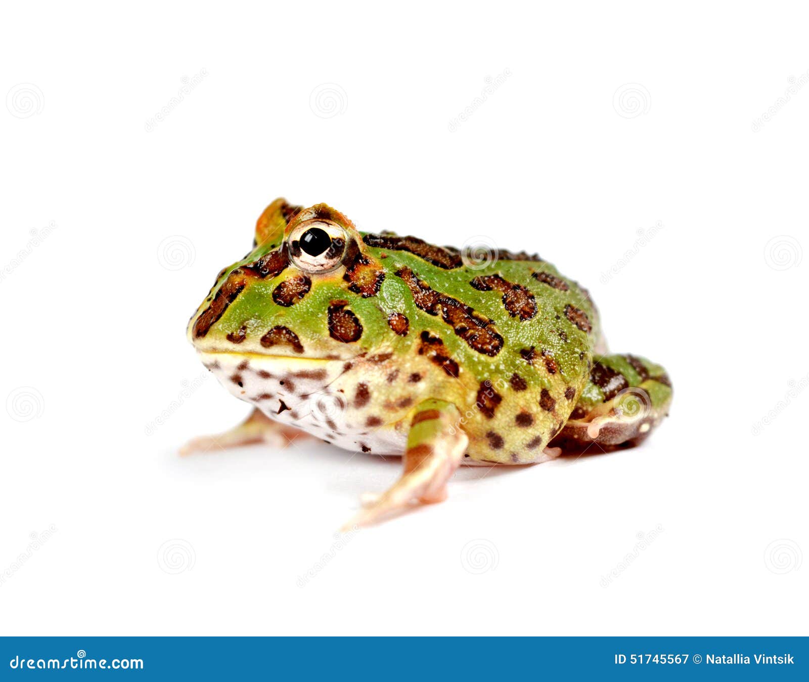 Pacman Frog Or Horned Toad Amazon Rain Forest Royalty-Free Stock Image ...