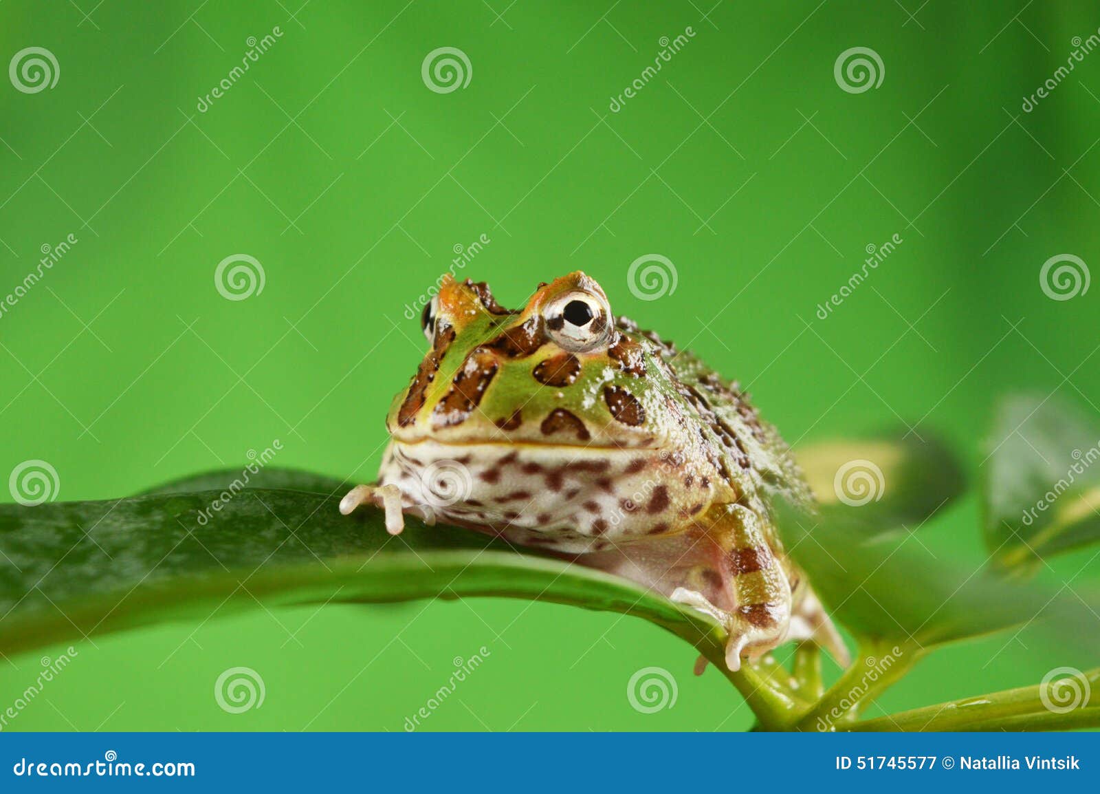 Pacman frog stock image. Image of wildnis, frosch, gras - 51745577