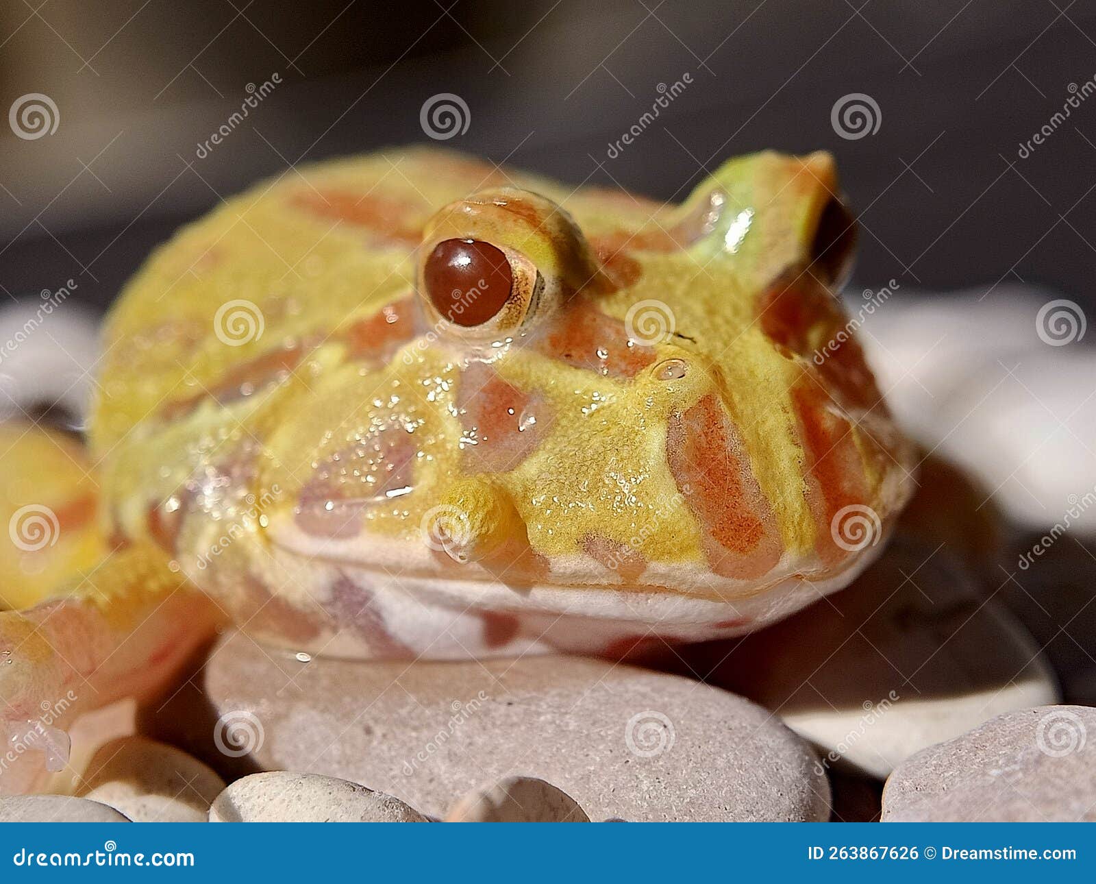 Pacman Frog Lemon Yellow Toad Stock Photo - Image of lemon, toad: 263867626