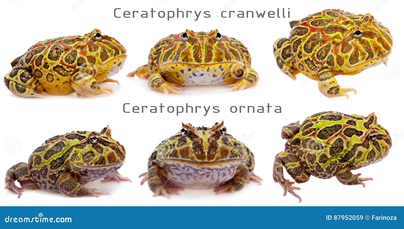 Different Types Of Pacman Frogs