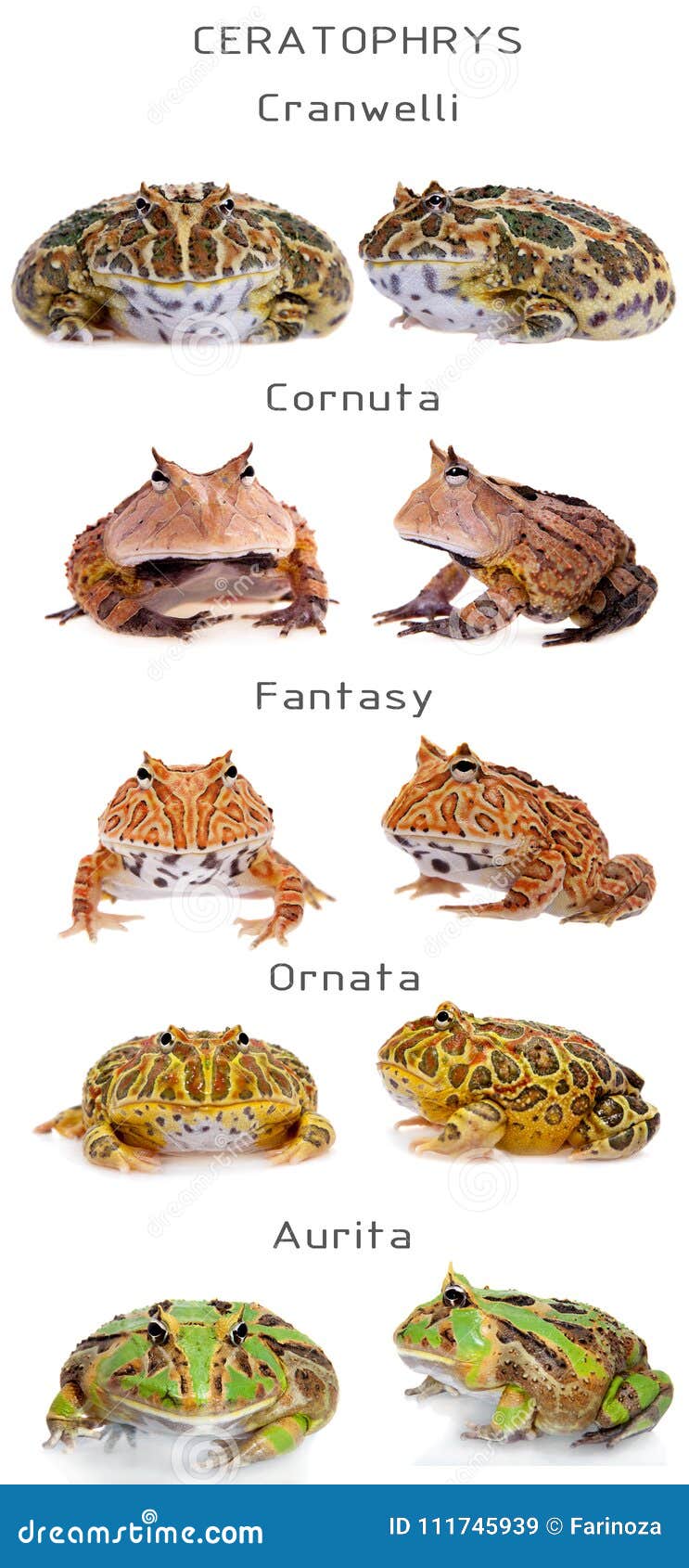 Different Types Of Pacman Frogs
