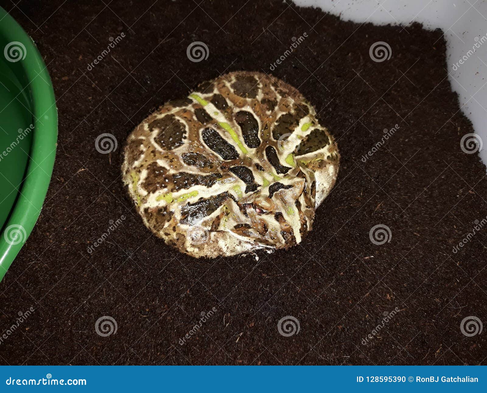 Pacman groda arkivfoto. Bild av groda, enormt, hornsklubb - 128595390