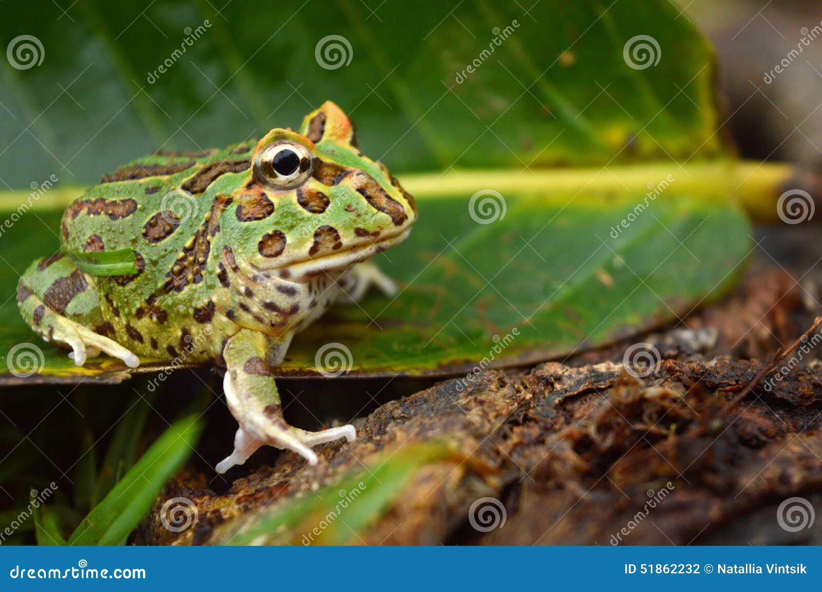 Pacman groda arkivfoto. Bild av vild, skikt, husdjur - 51862232