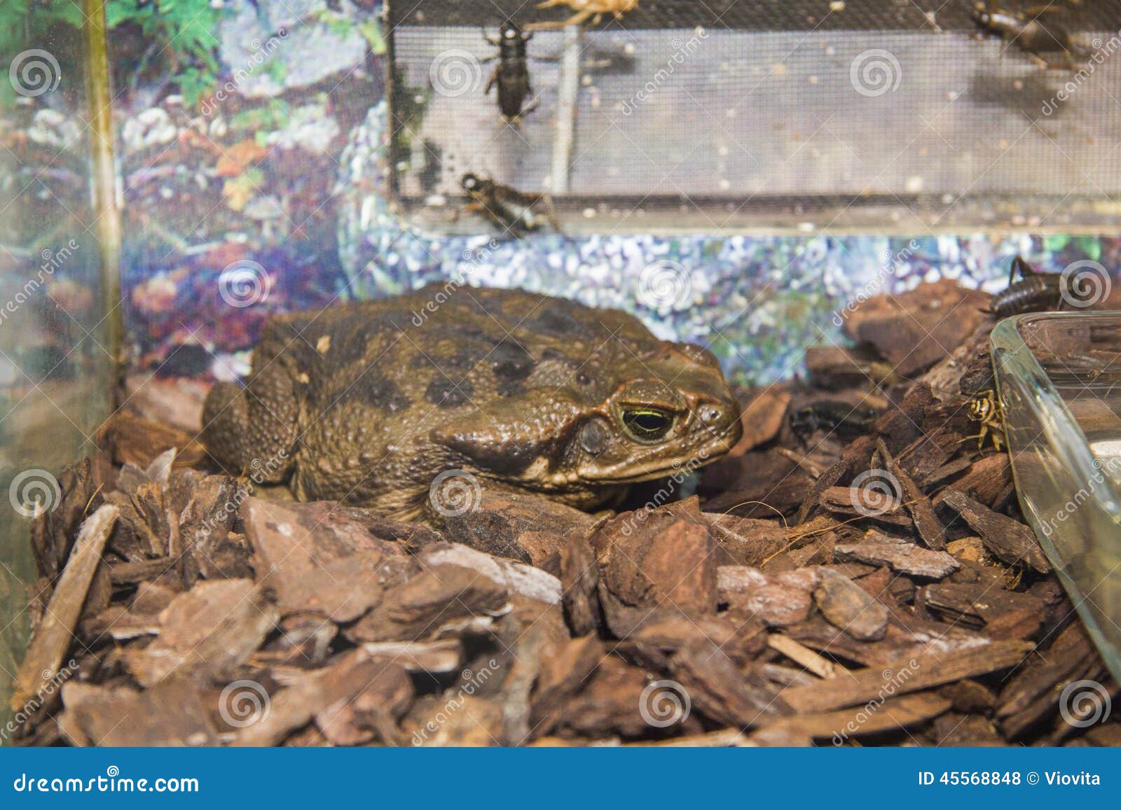 Pacman Groda Eller Horned Padda Arkivfoto - Bild av bifokal, hornsklubb ...