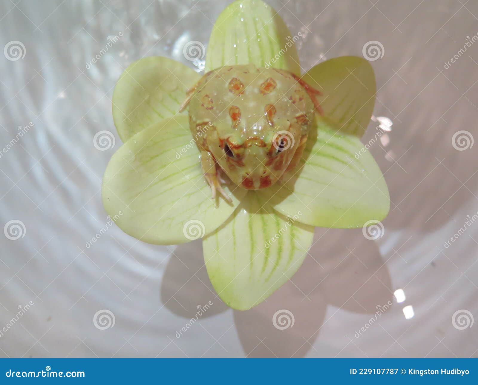 Pacman Tree Frog Exoitic Wildlife Stock Image - Image of invertebrate ...