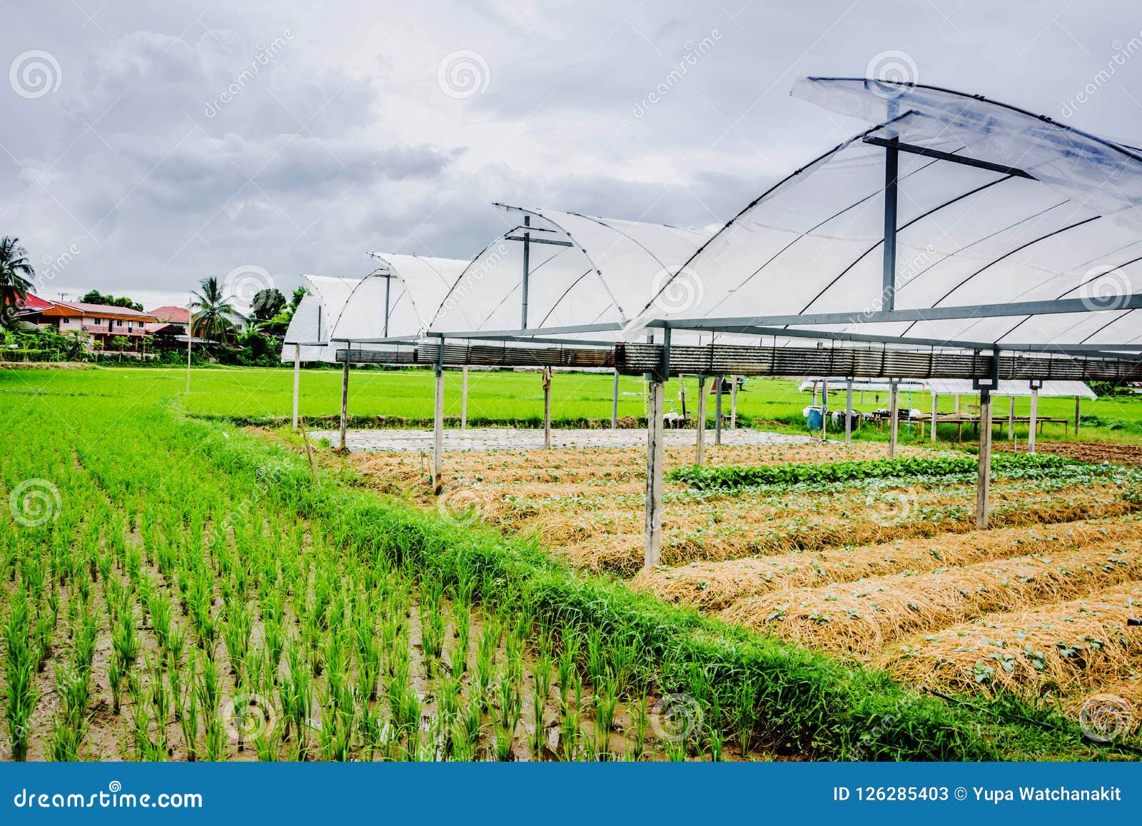 Paco Fern Leaves On The Green Background Of The Tree Royalty-Free Stock ...