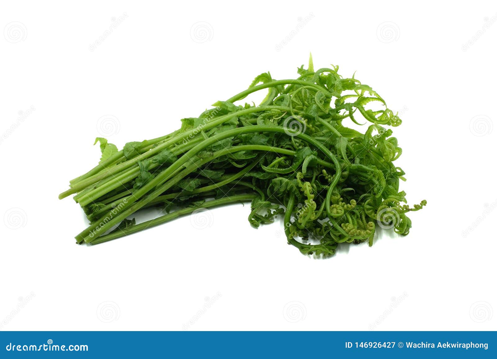 Paco Fern, Small Vegetable Fern, Vegetable Fern Stock Image - Image of ...