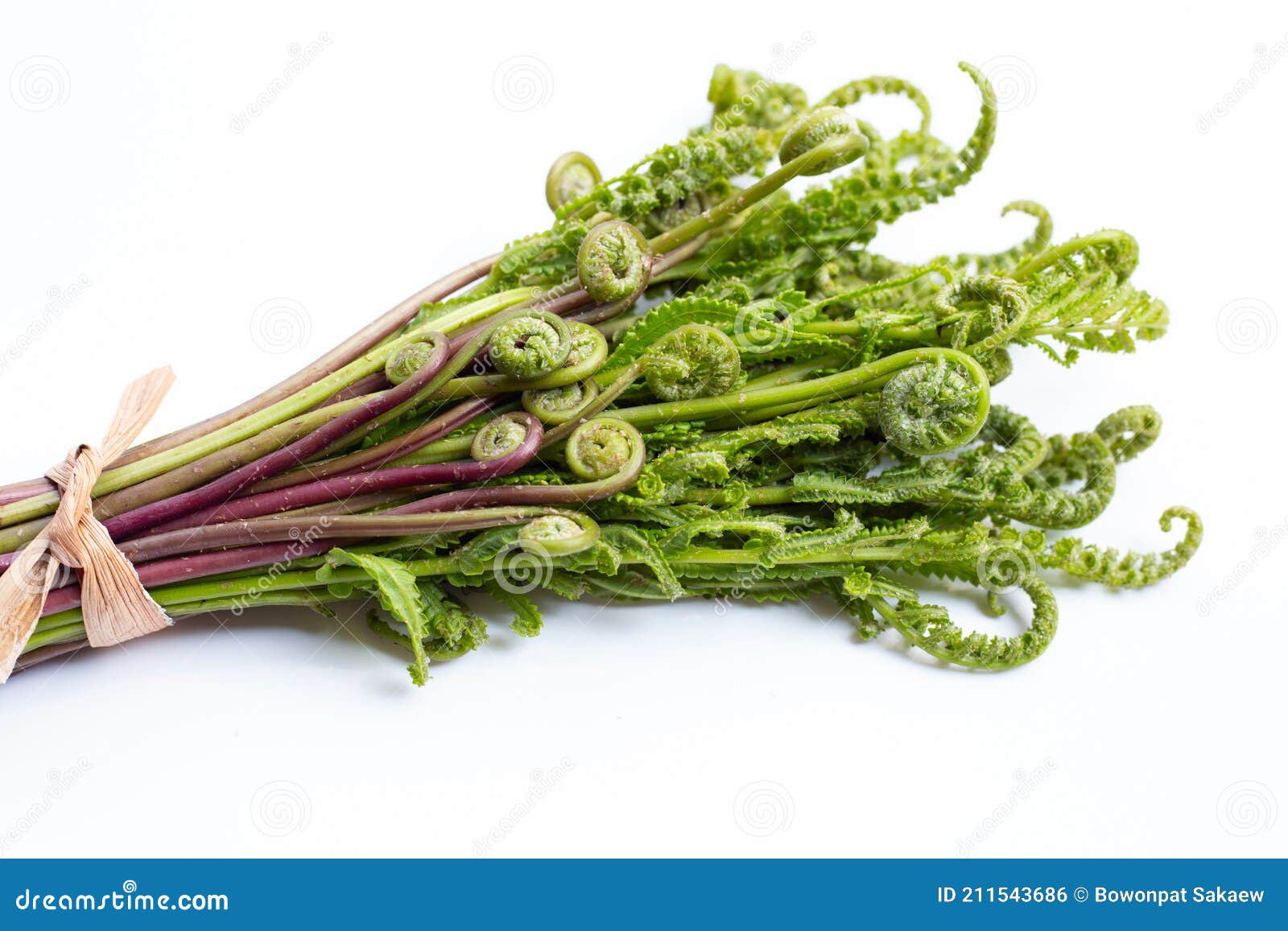 Paco Fern Leaves On The Green Background Of The Tree Royalty-Free Stock ...